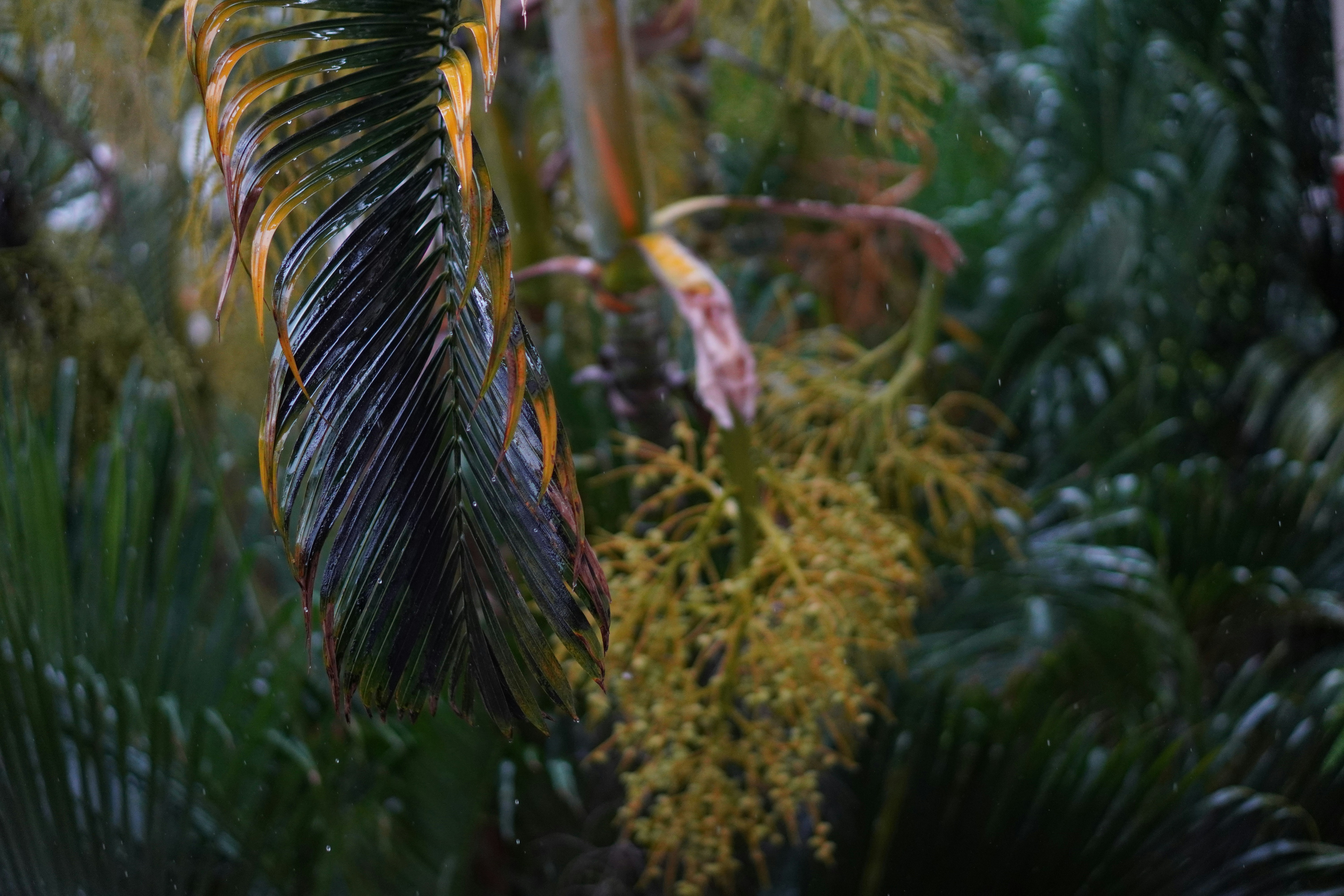 A close up of a palm tree in the rain photo – Free Rain Image on Unsplash