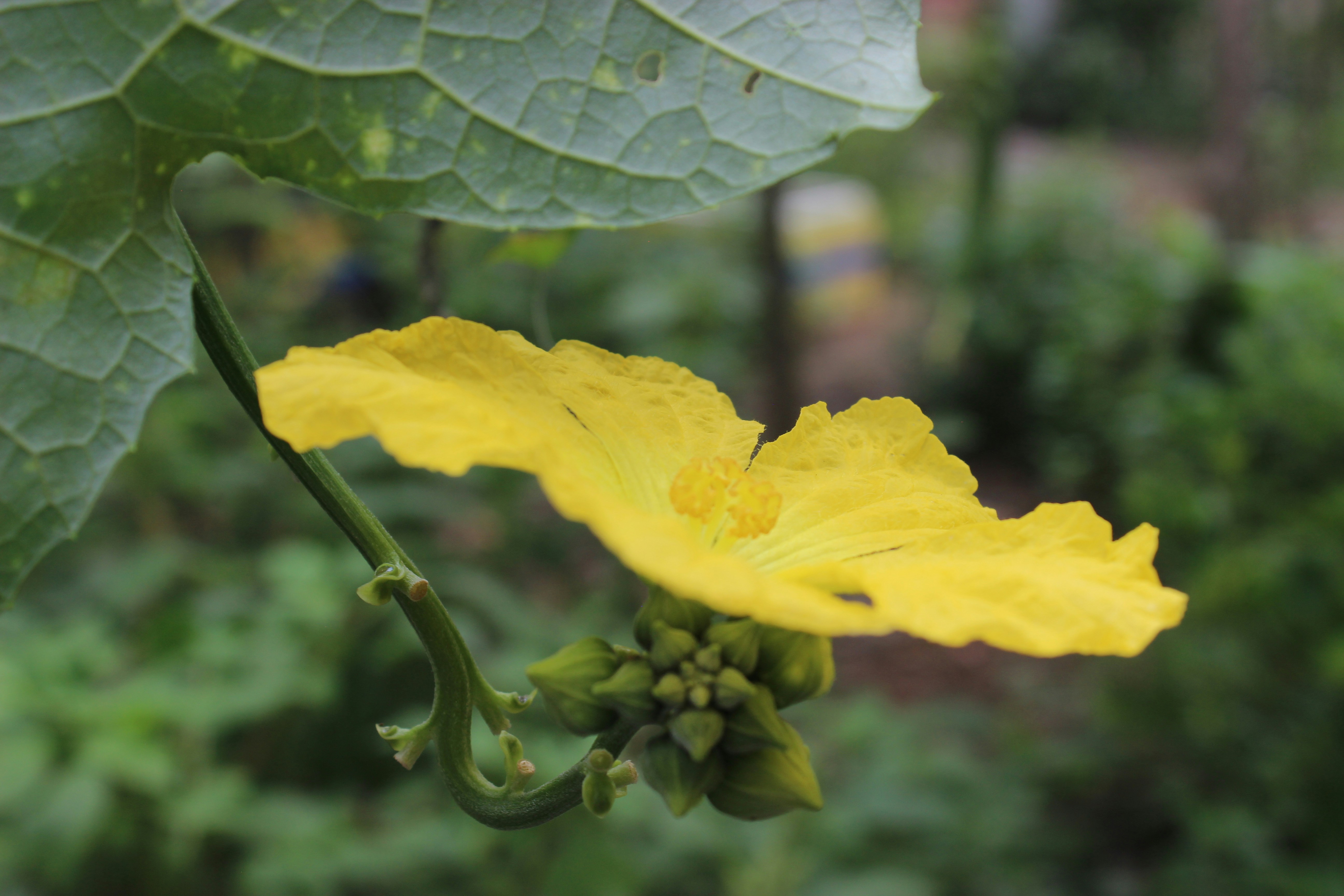 Solitary yellow blossom on curling vine