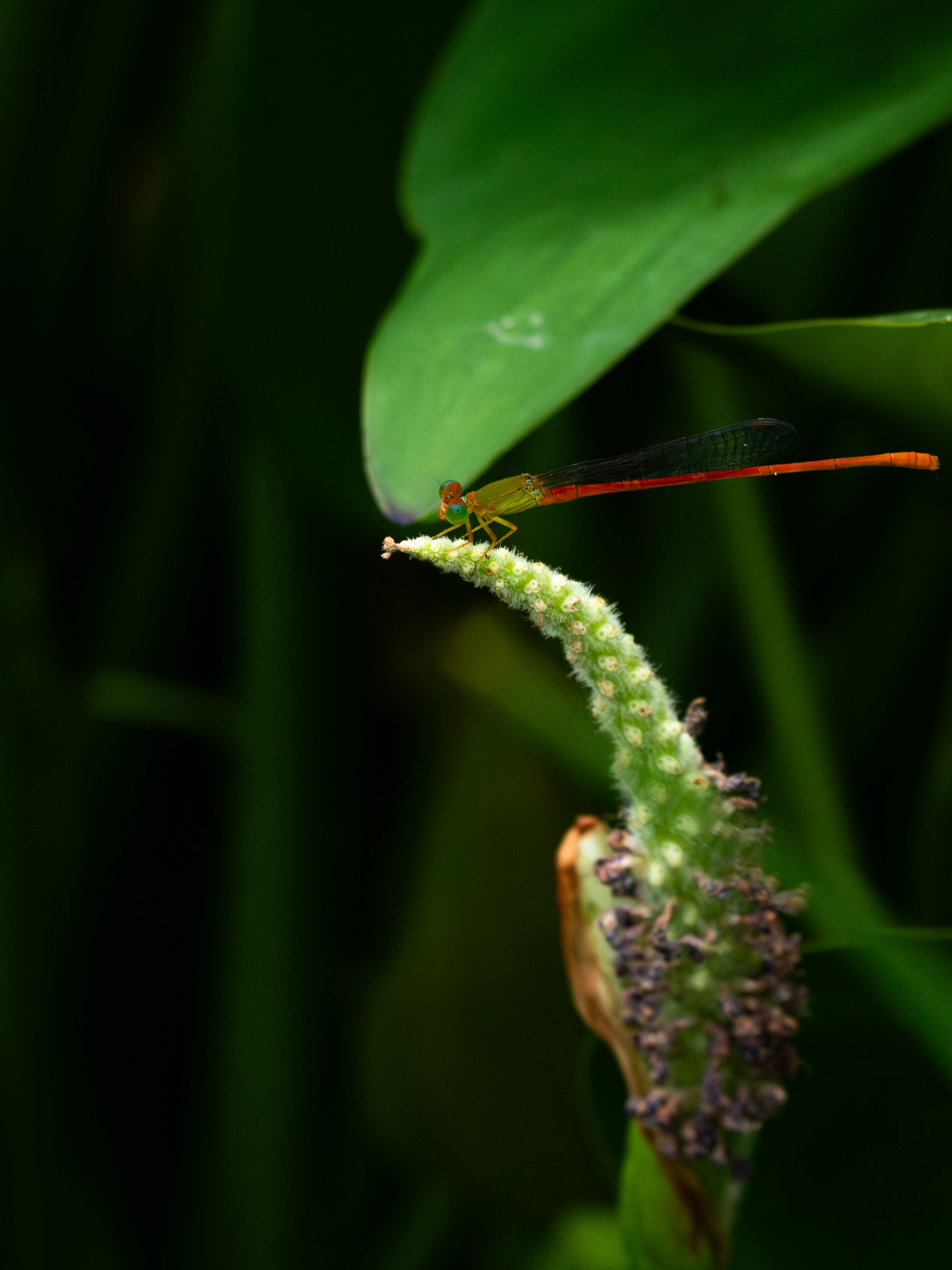 a bug is sitting on a green plant