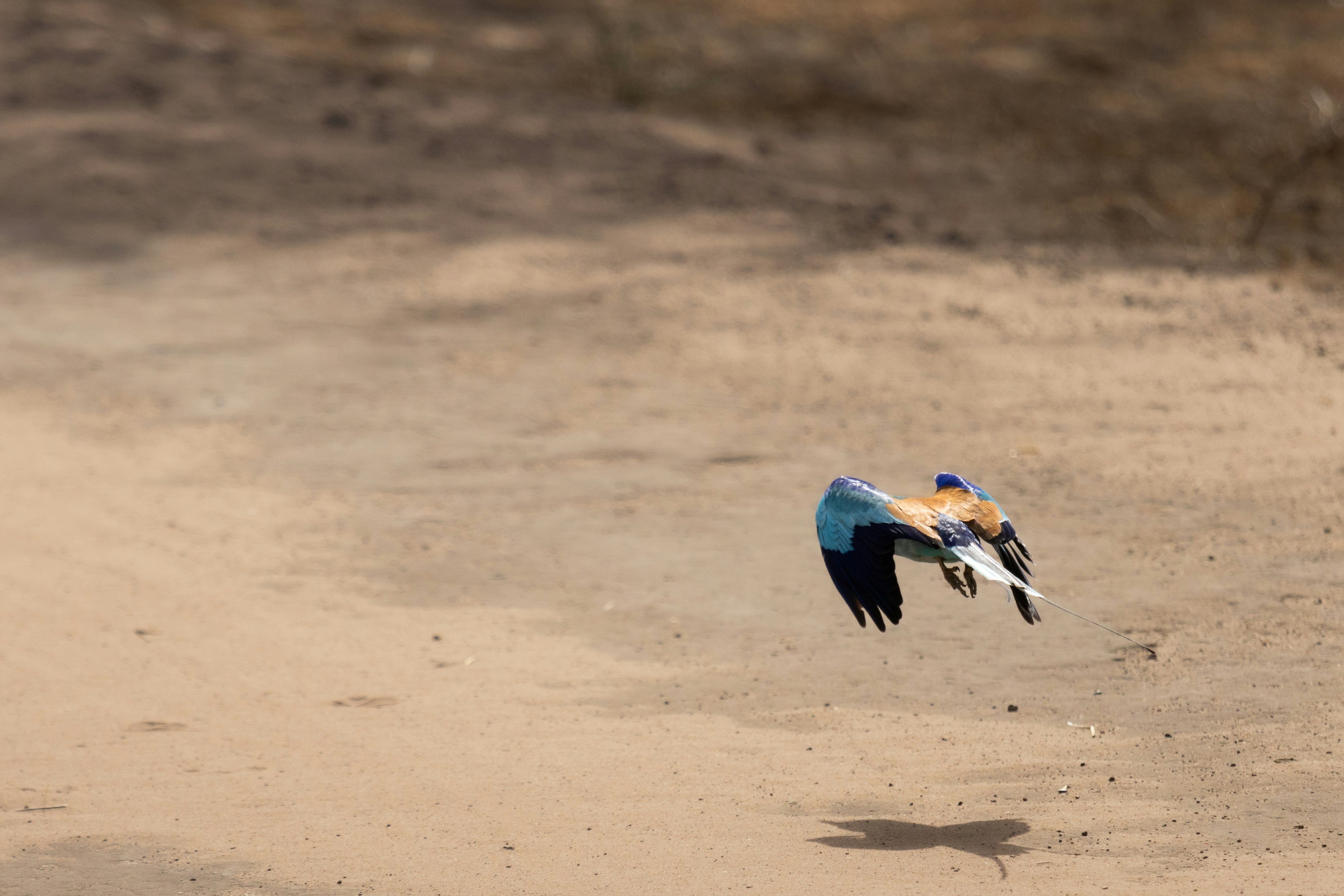 Azure Burst over Sand: blue-amber bird in full flight