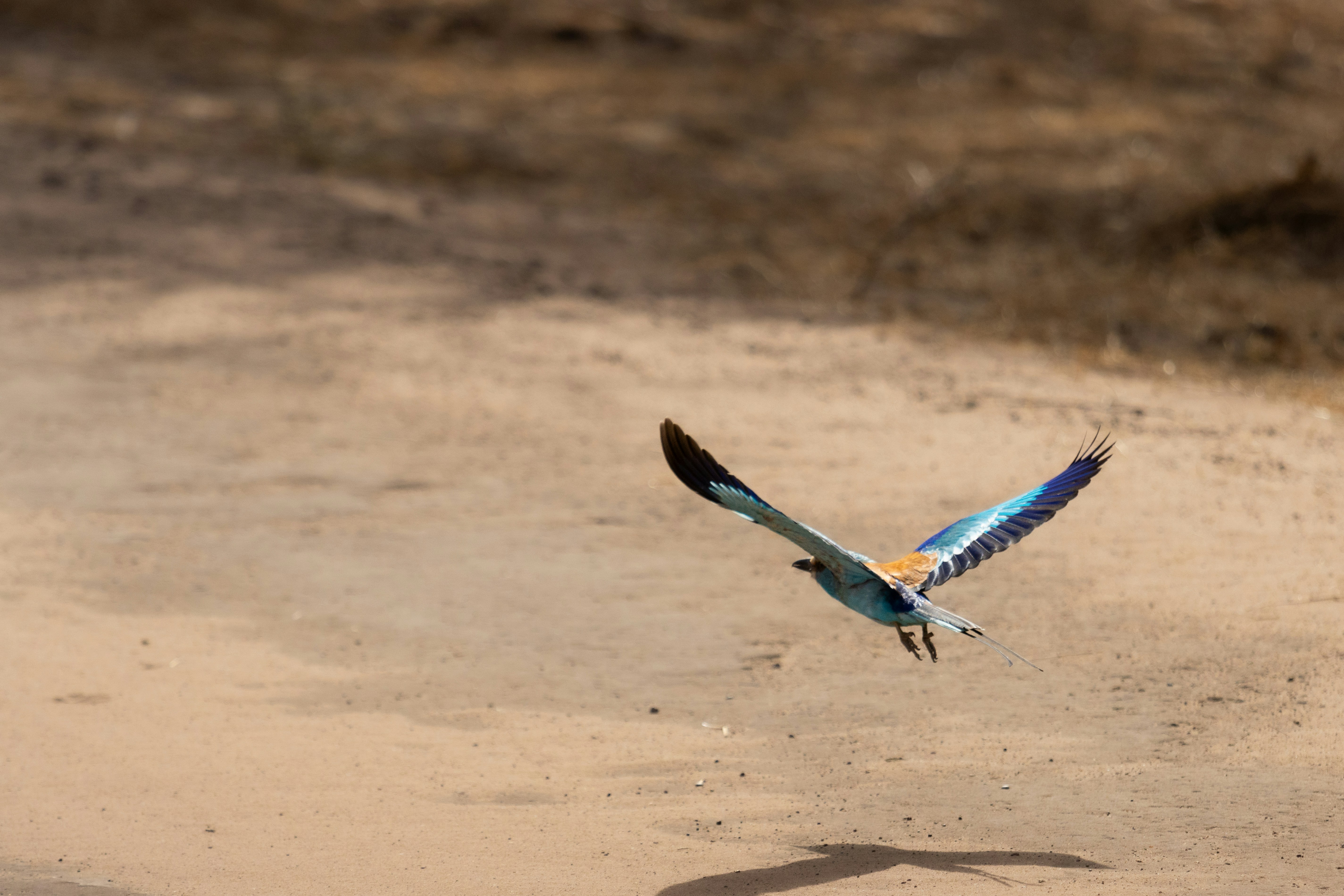 Azure Wings Over Desert Sand: A Blue-Flight Moment
