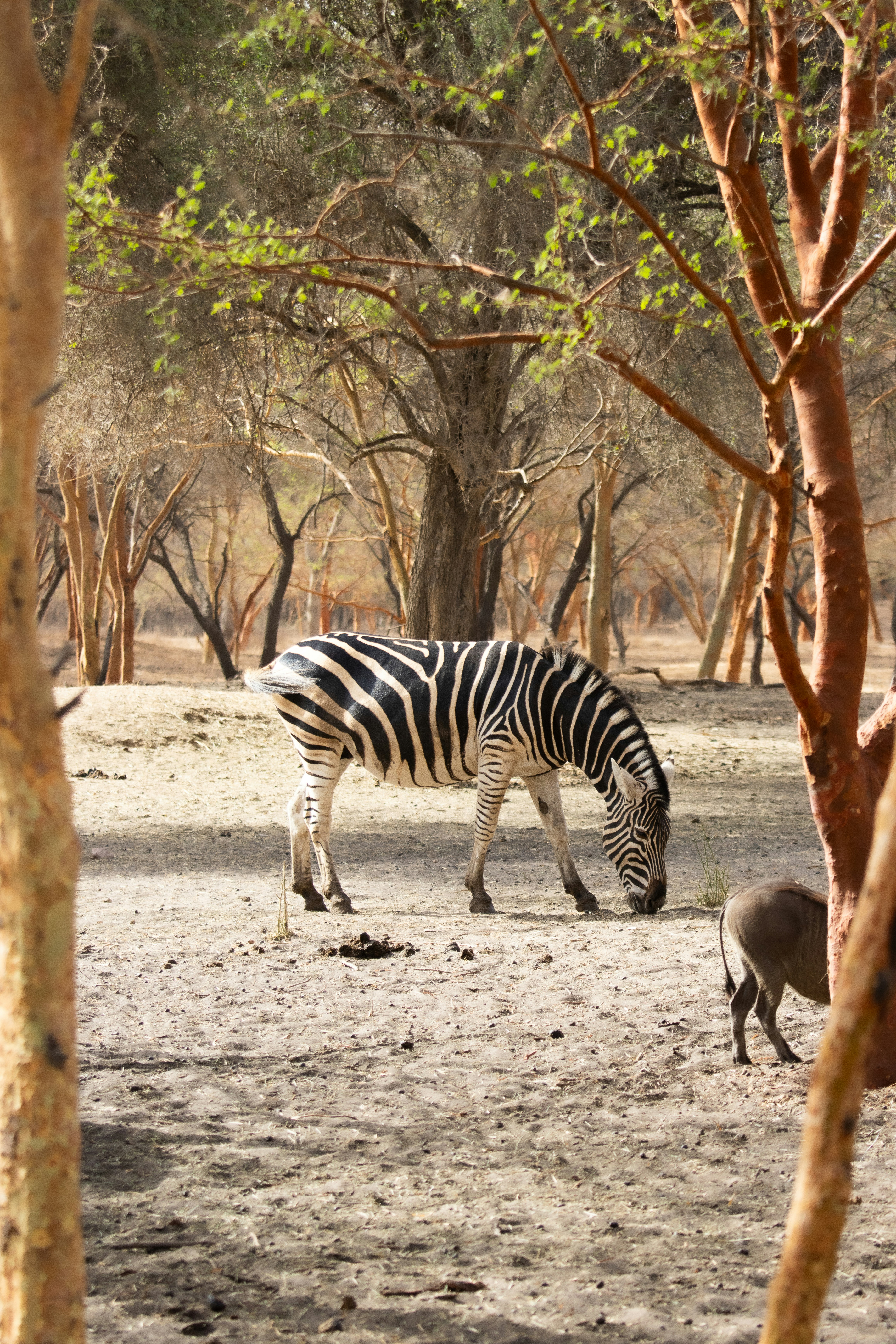 Grazing Under Cinnamon Trees: A Zebra's Quiet Woodland Interlude