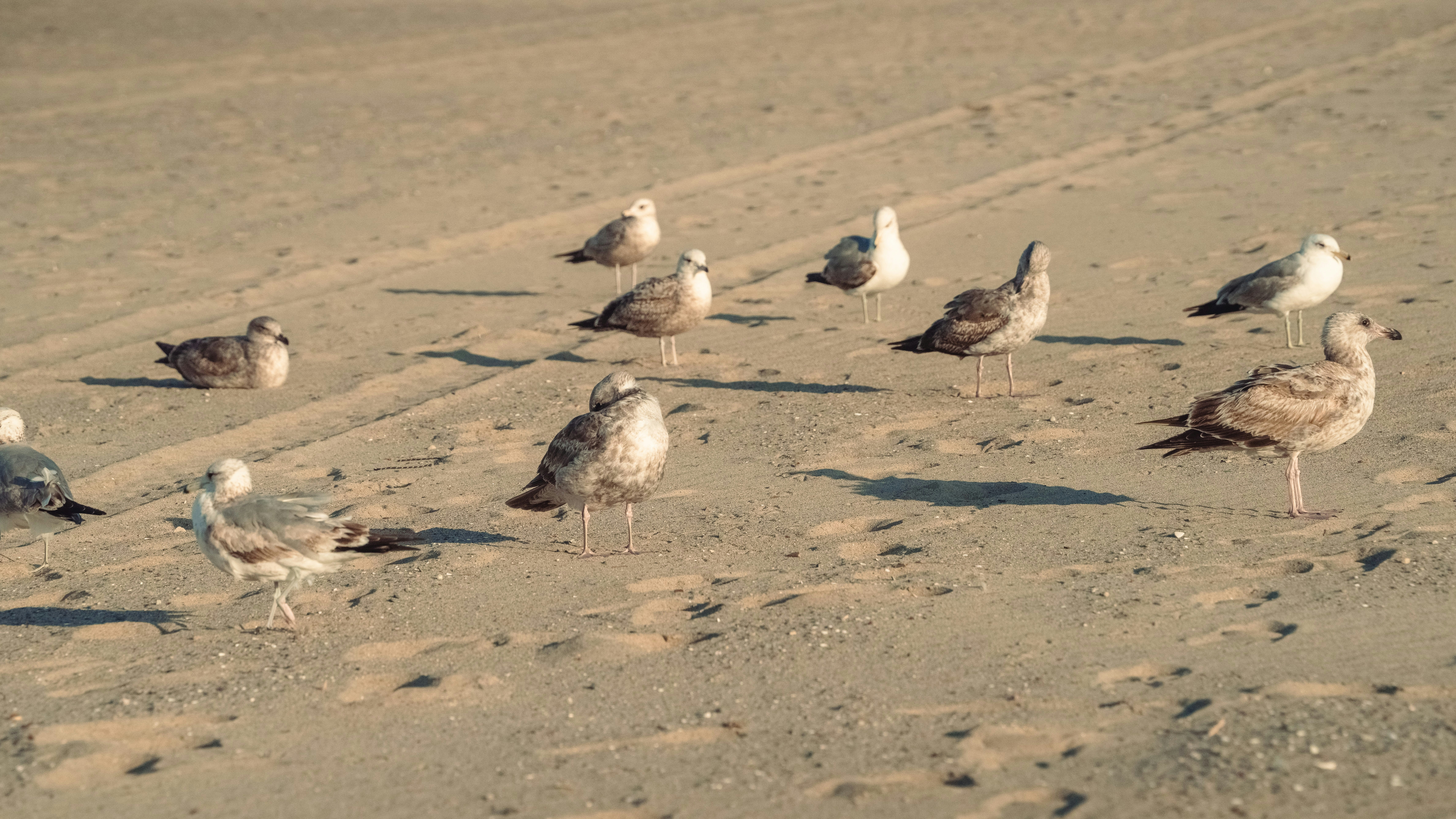 Midday Convergence: Seagulls Perch on a Sun-Warmed Beach