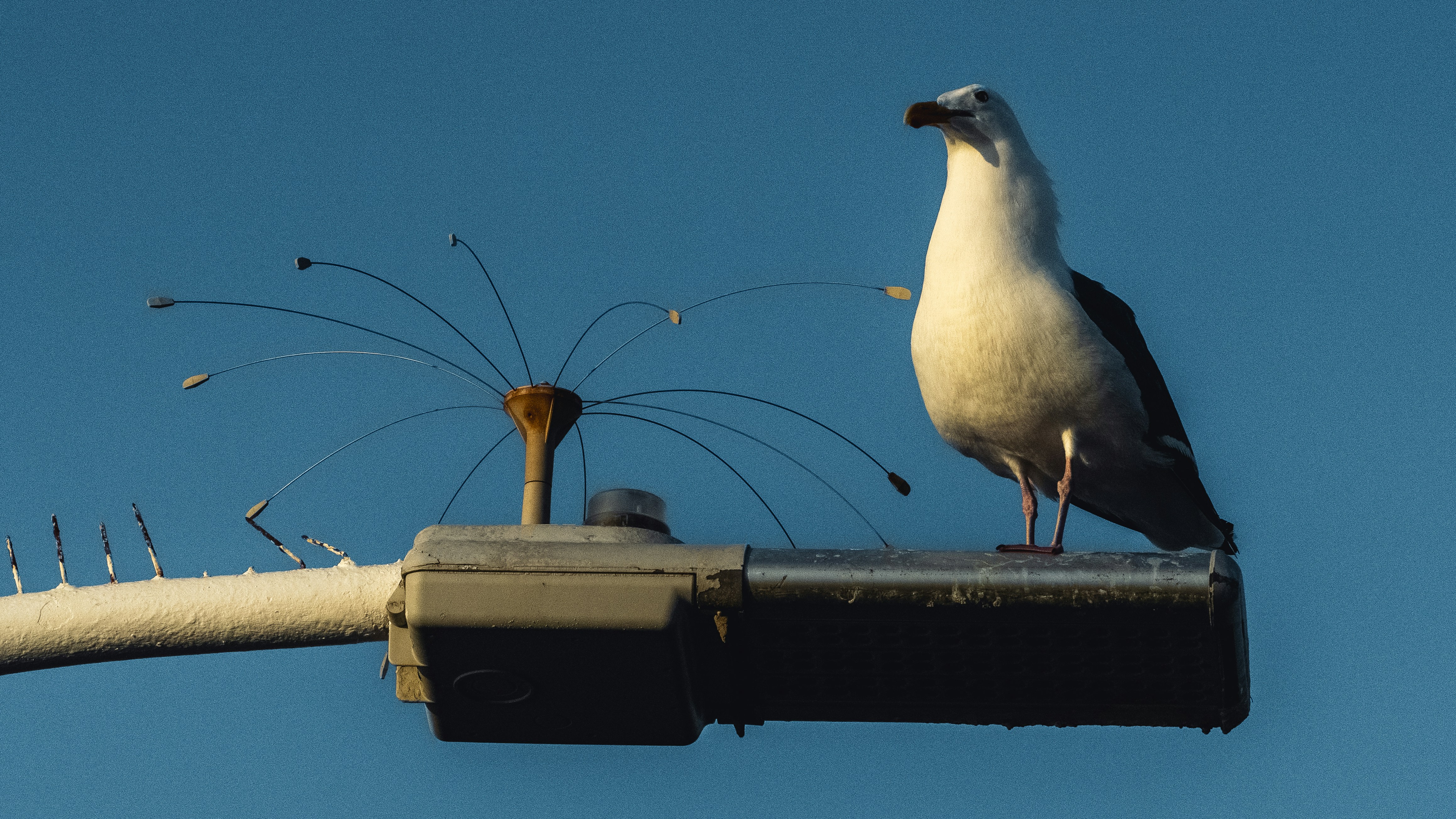 Gull Perched on a Utility Mast Against a Crisp Blue Sky