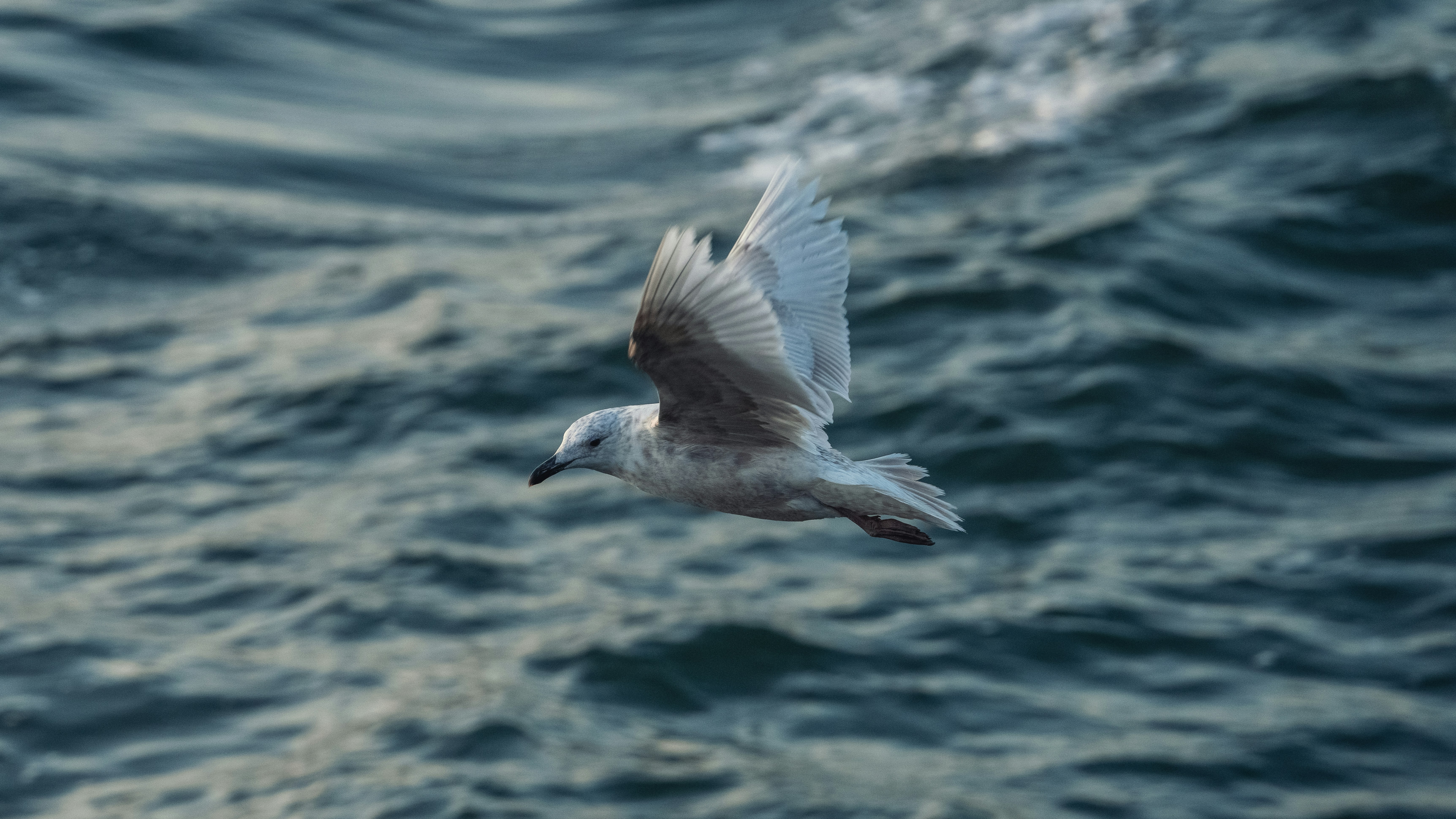A seagull flying over a body of water photo – Free Wildlife Image on ...