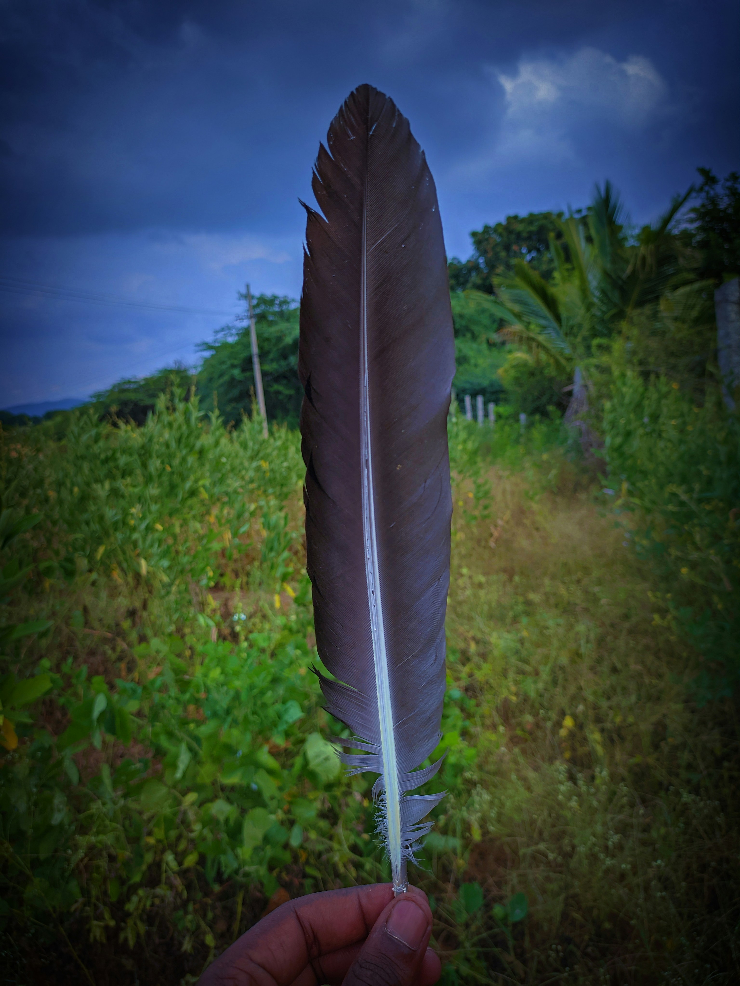 Single Feather in Focus: A Handheld Gesture Against a Lush Landscape