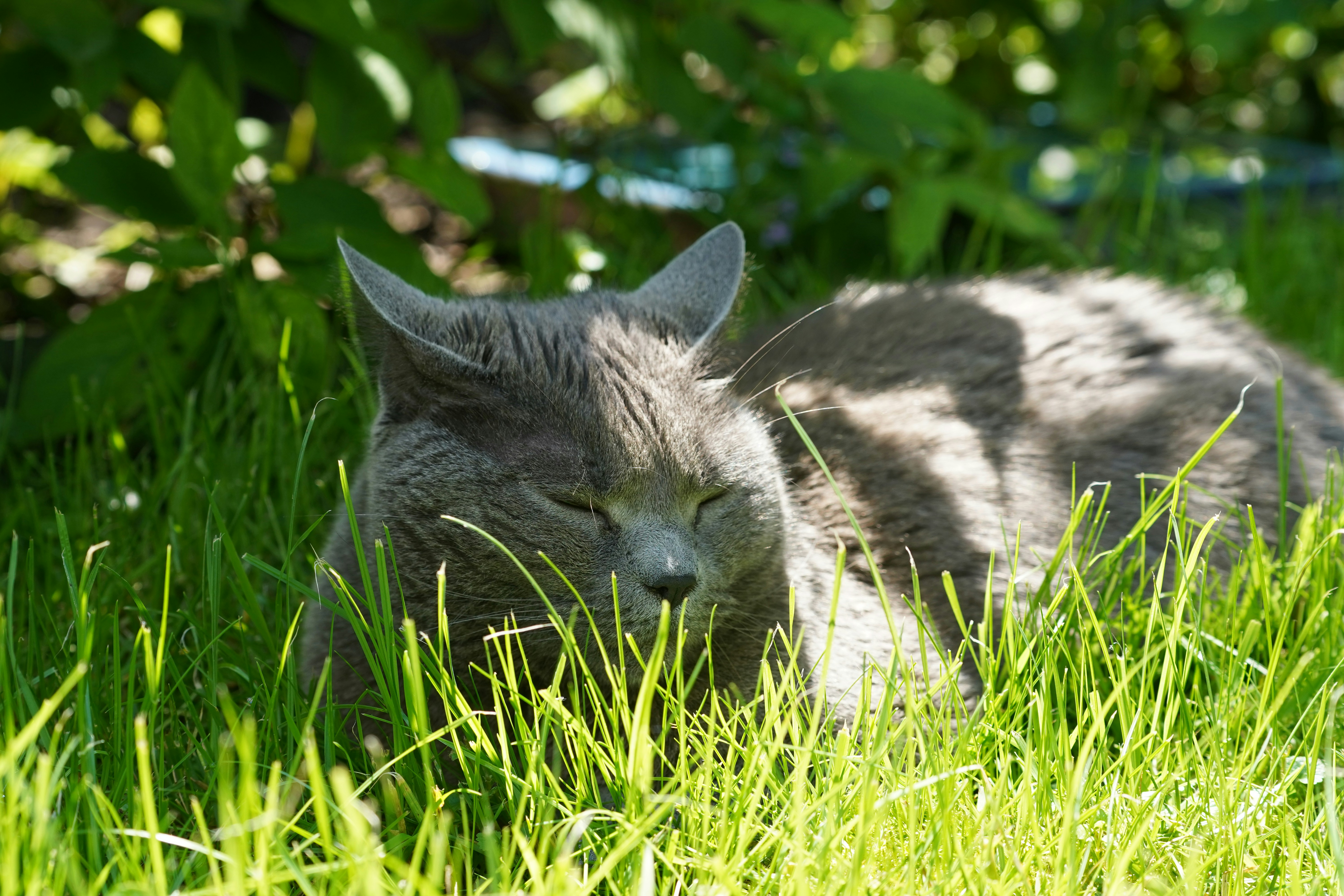 Dappled Slumber: A Grey Cat Resting in Sunlit Grass