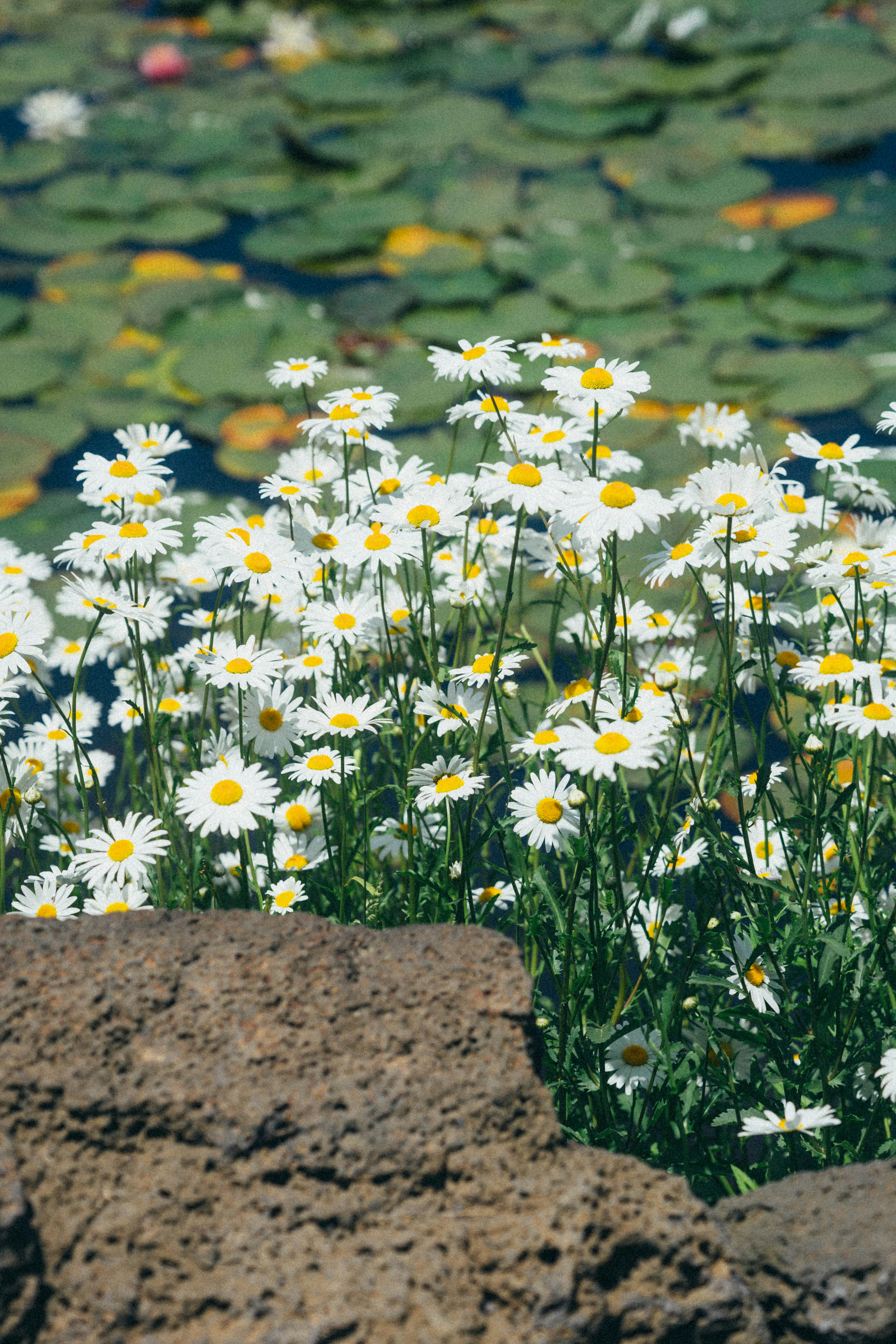 A bunch of daisies are growing in a pond photo – Free Daisy Image on ...