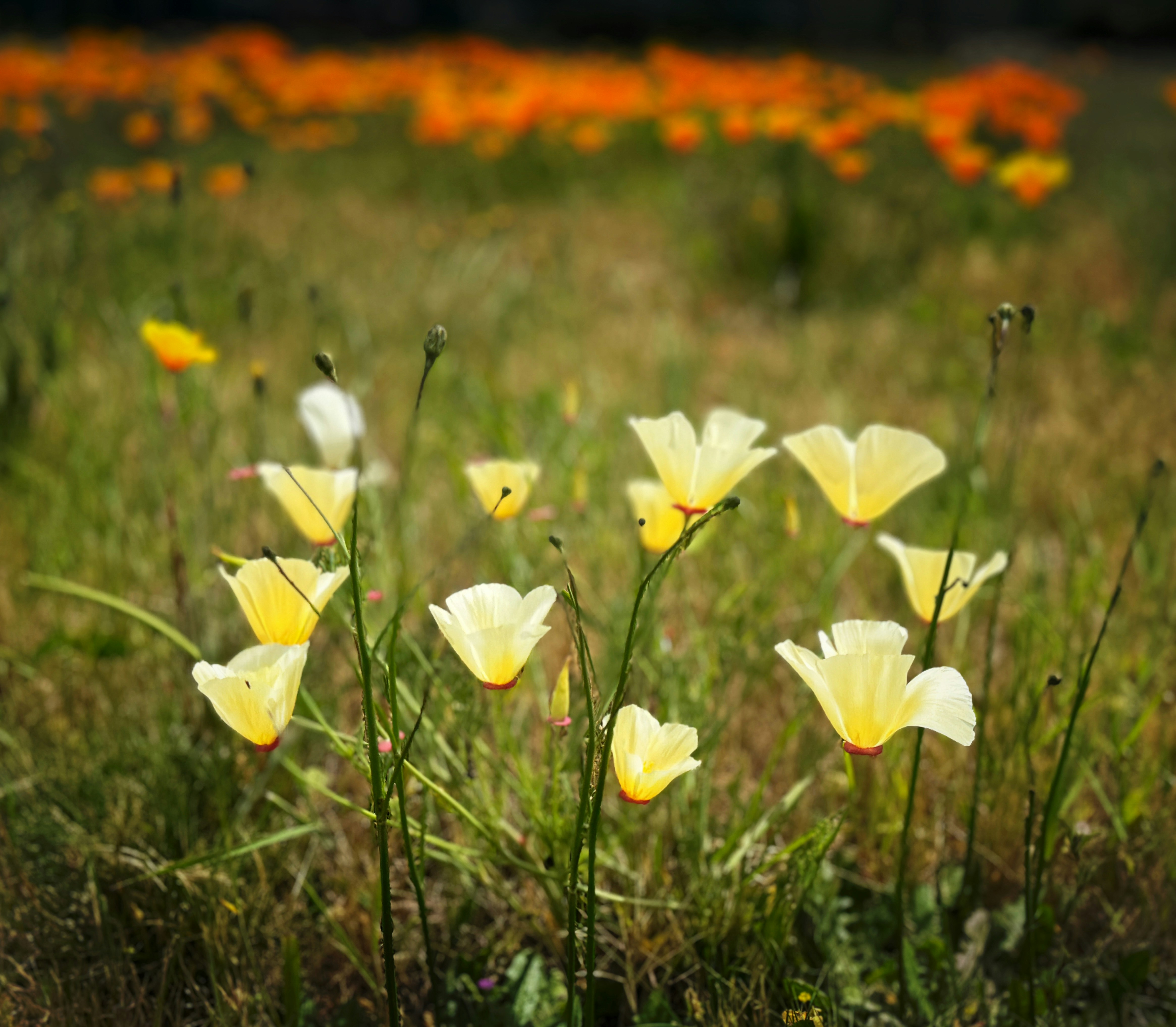 Cream Cup Blooms in a Sunlit Meadow