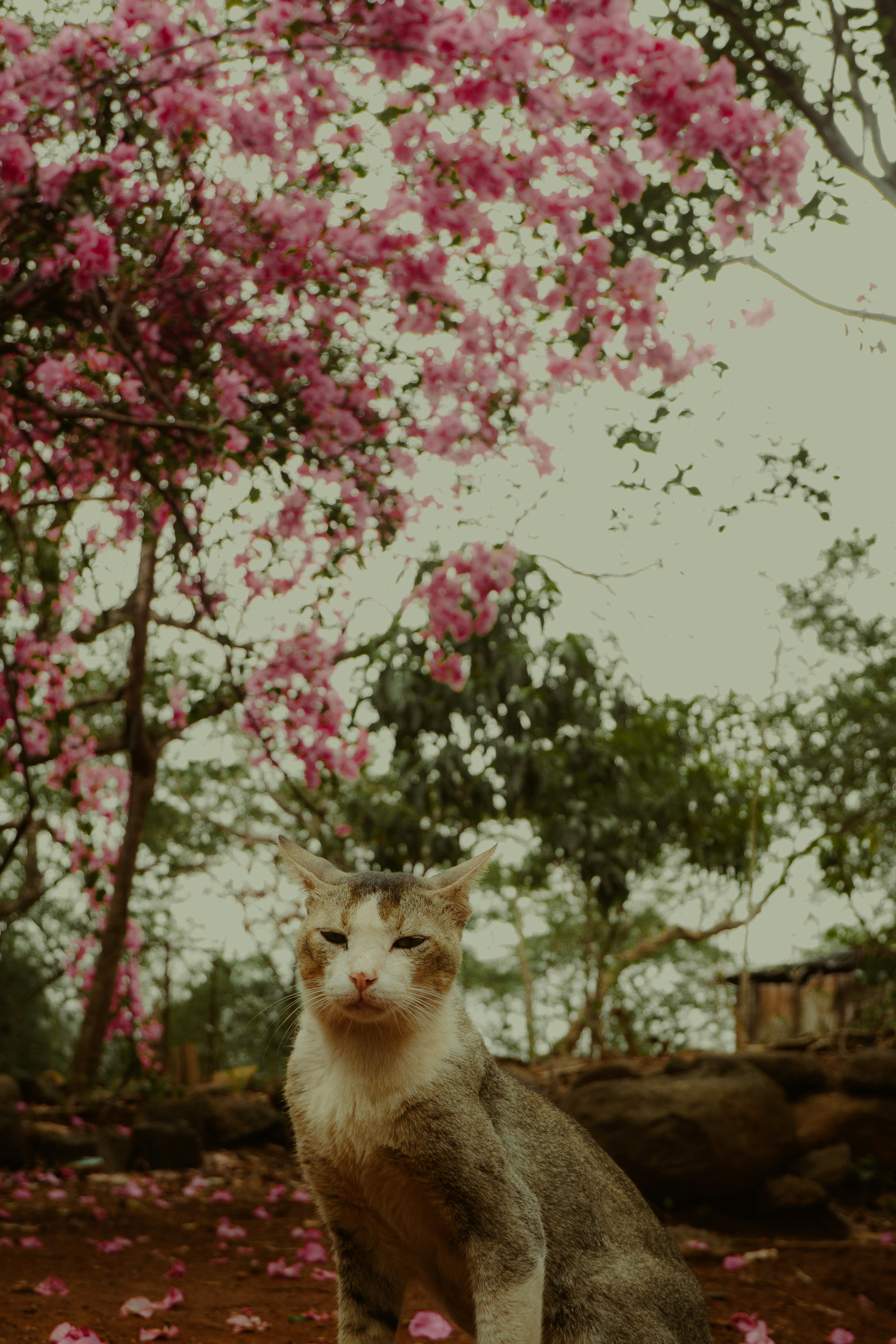 Pink Blooms over a Sunlit Cat in a GardenꞏSpring Portrait