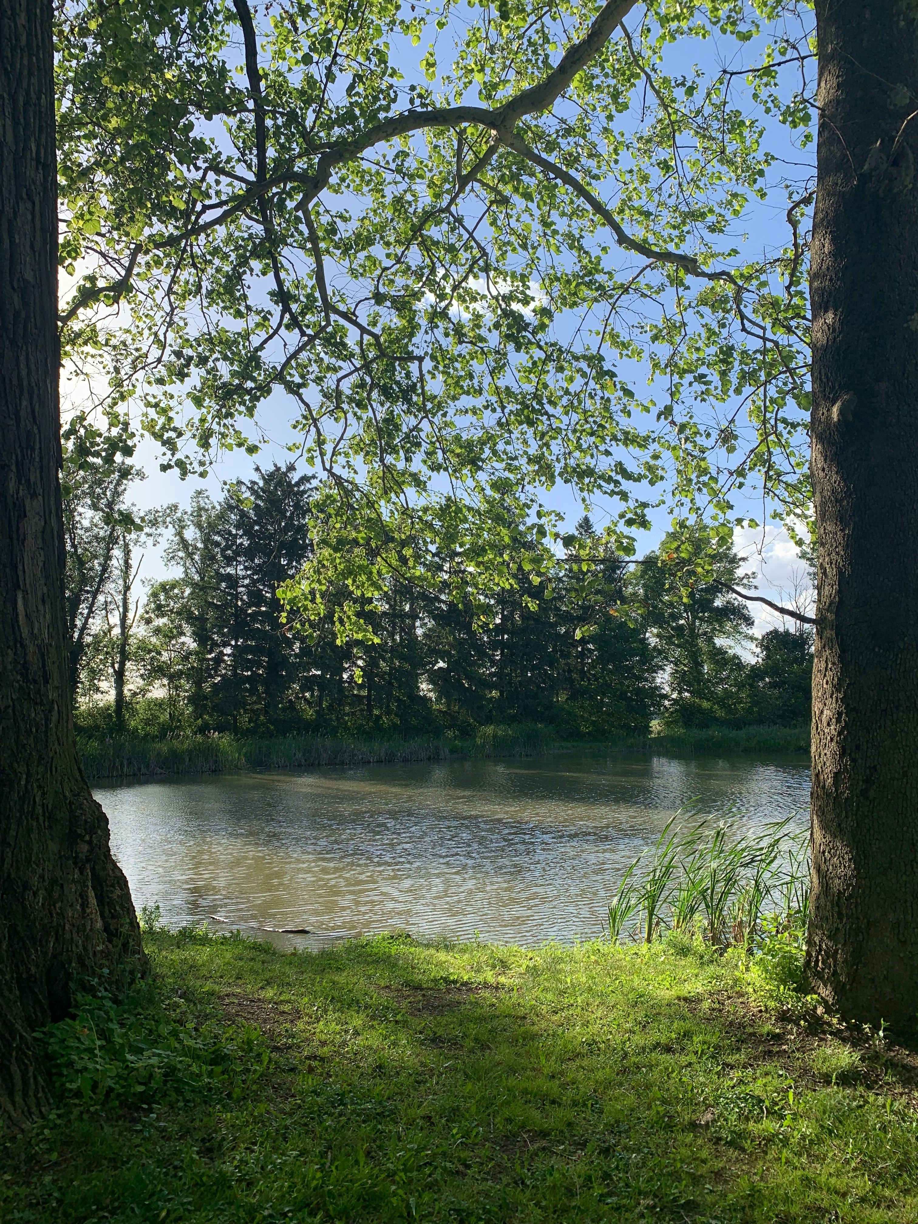 Lush greenery frames a tranquil pond, reflecting the sky and surrounding trees. Sunlight filters through the leaves, enhancing the peaceful atmosphere.