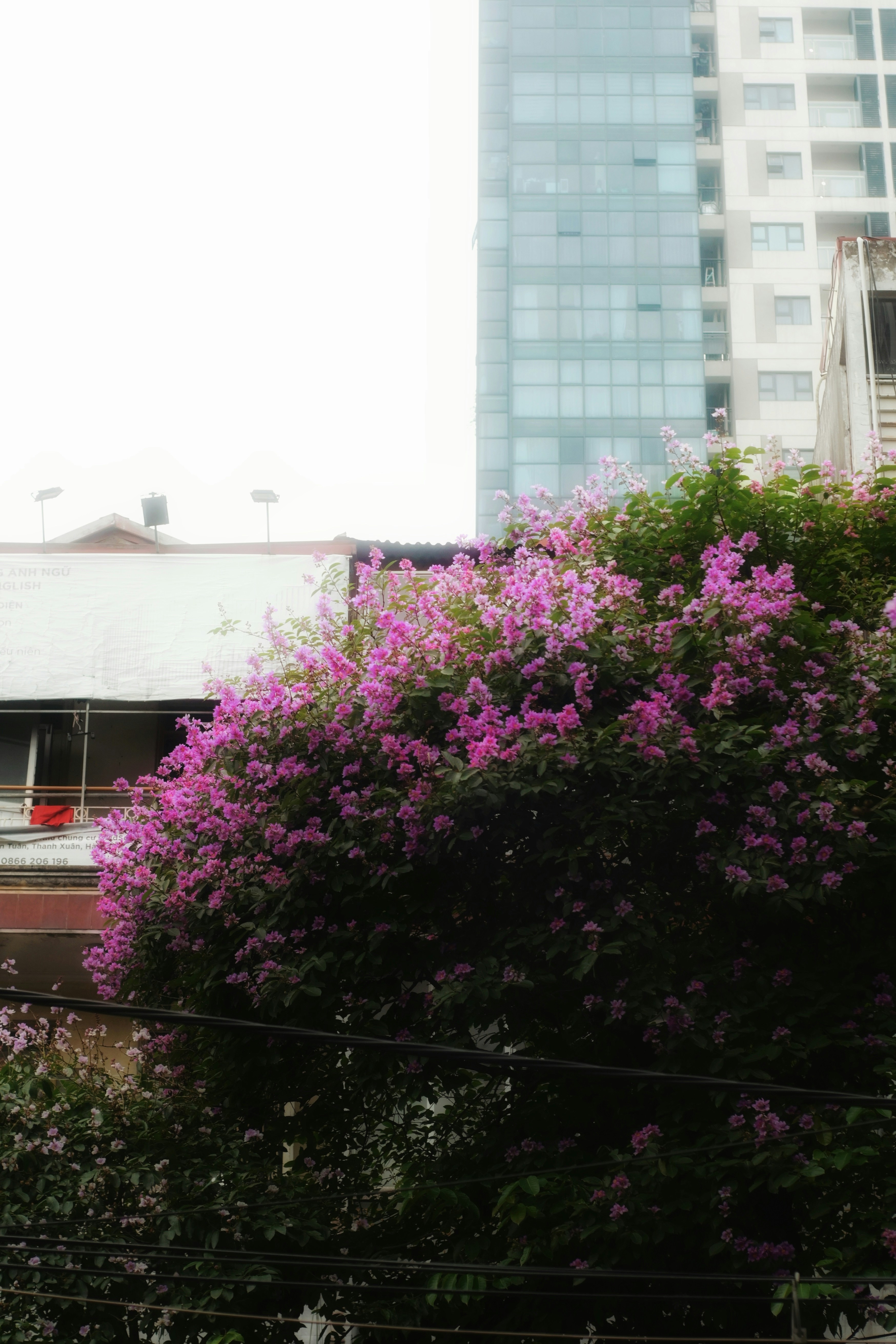 Photo by Le Thanh Huyen with Nikon Zfc