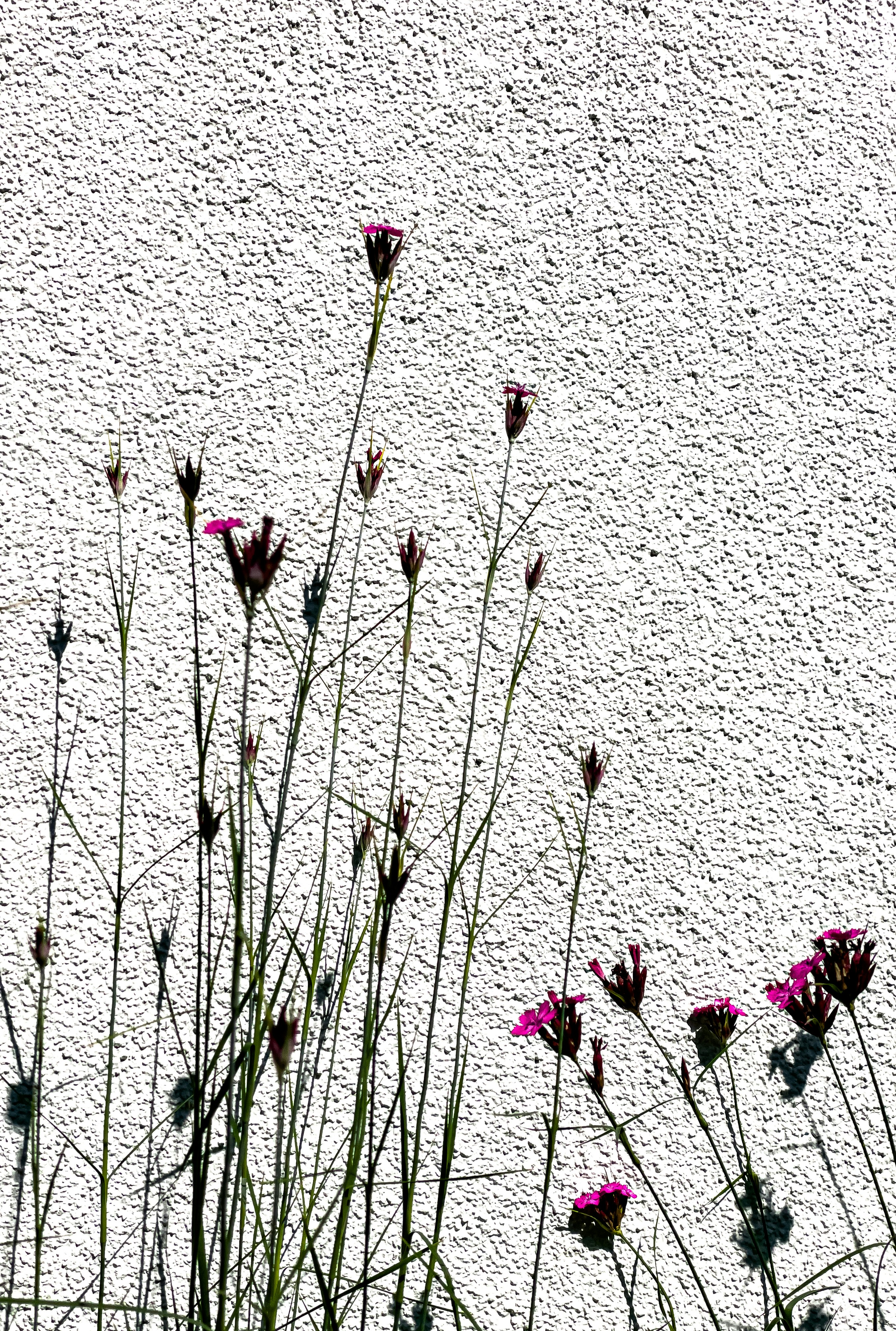 Photo by Bernd 📷 Dittrich with Apple iPhone 12 Pro