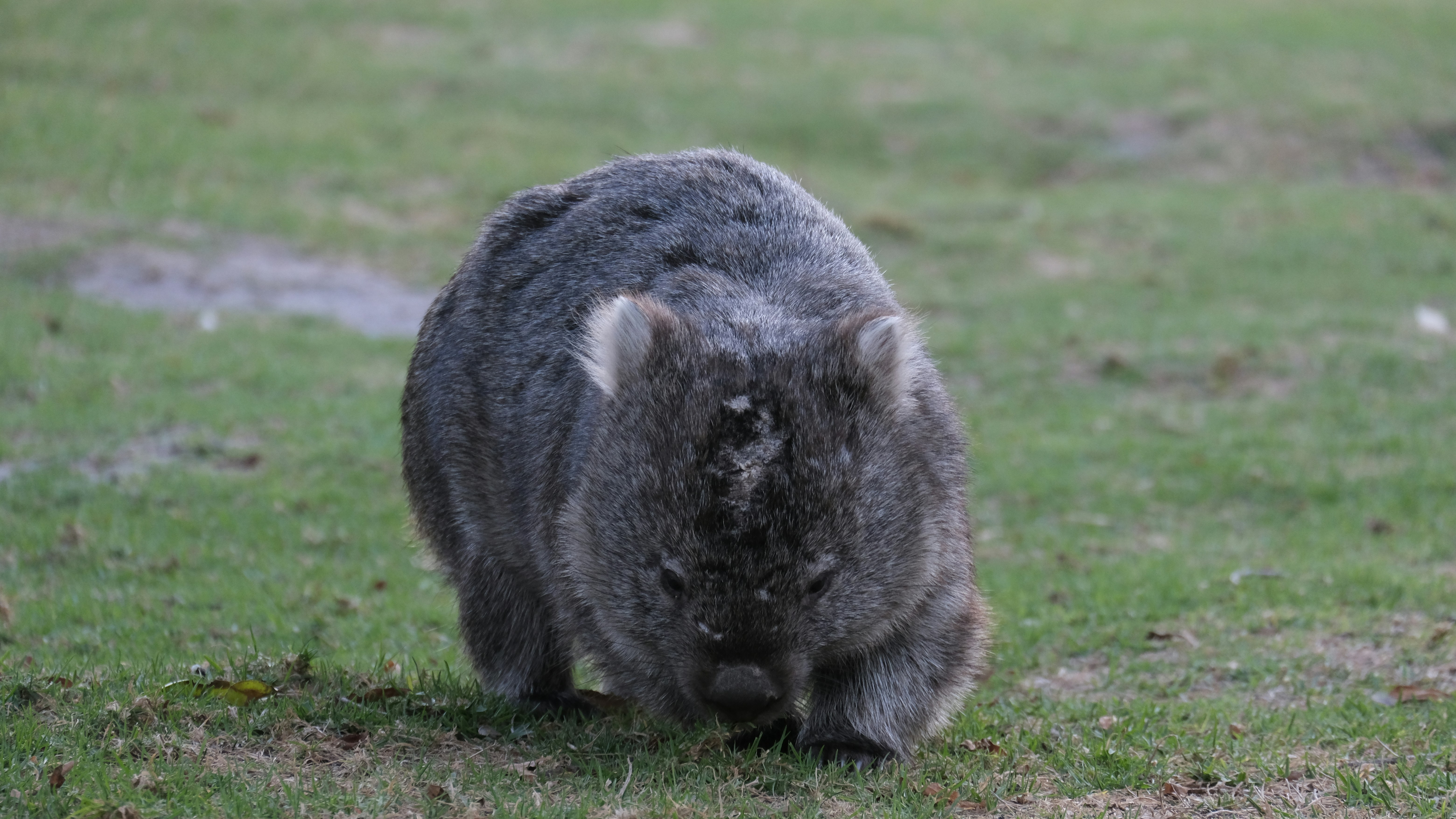 Wombat Pictures | Download Free Images on Unsplash