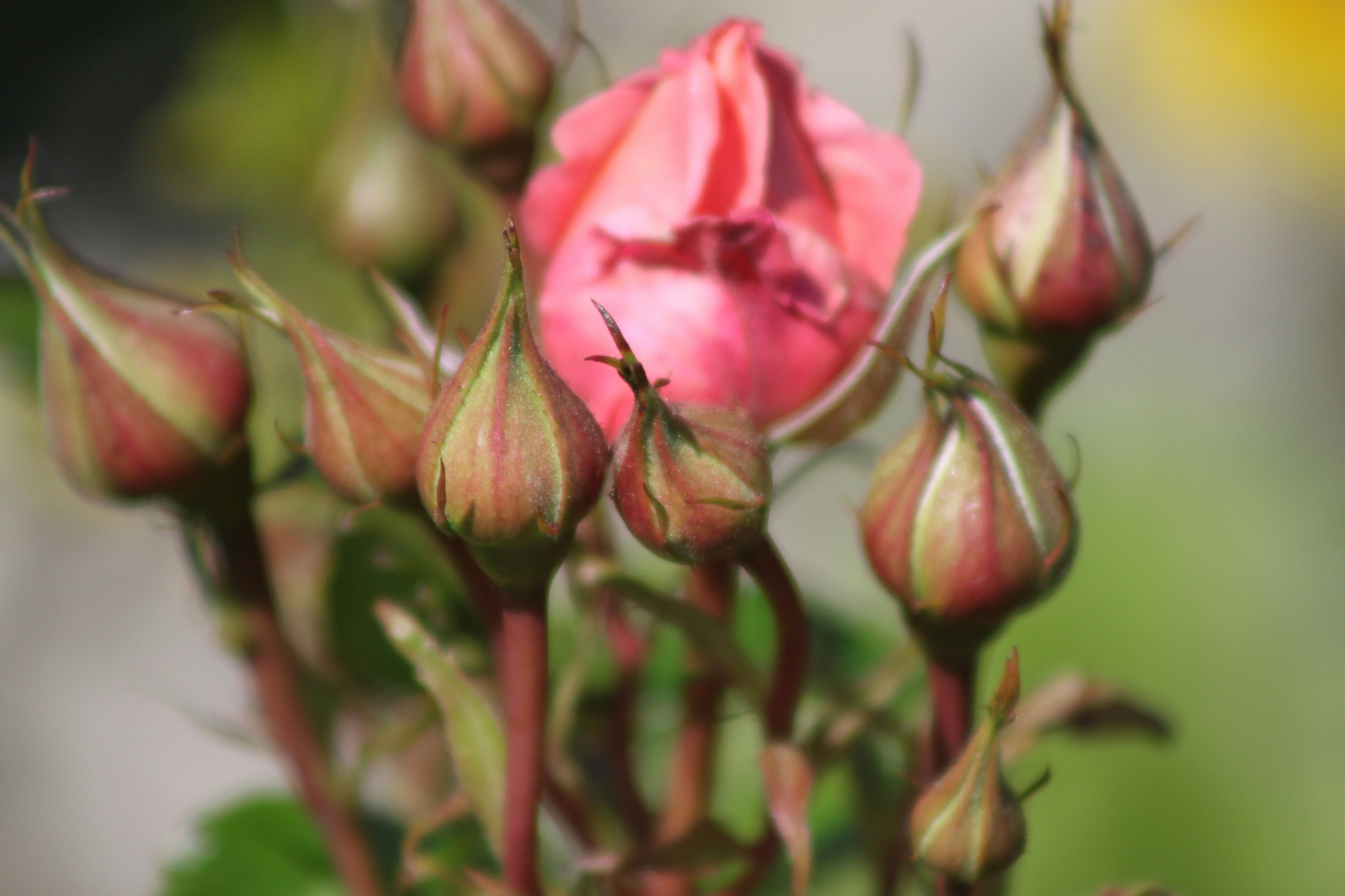 a close up of a pink flower with green leaves