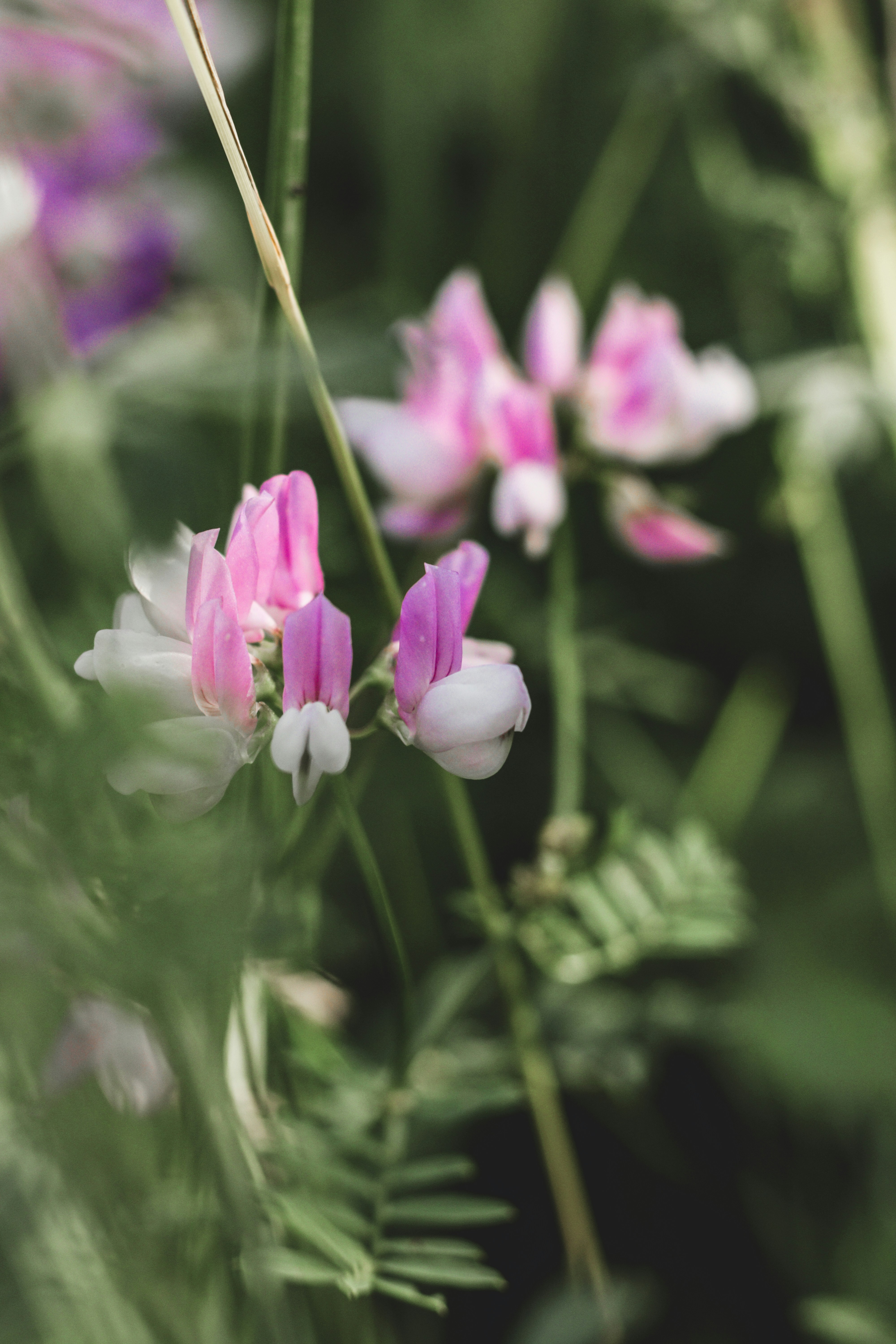 Um ramo de flores rosa e branca em um campo foto – Imagem grátis sobre ...