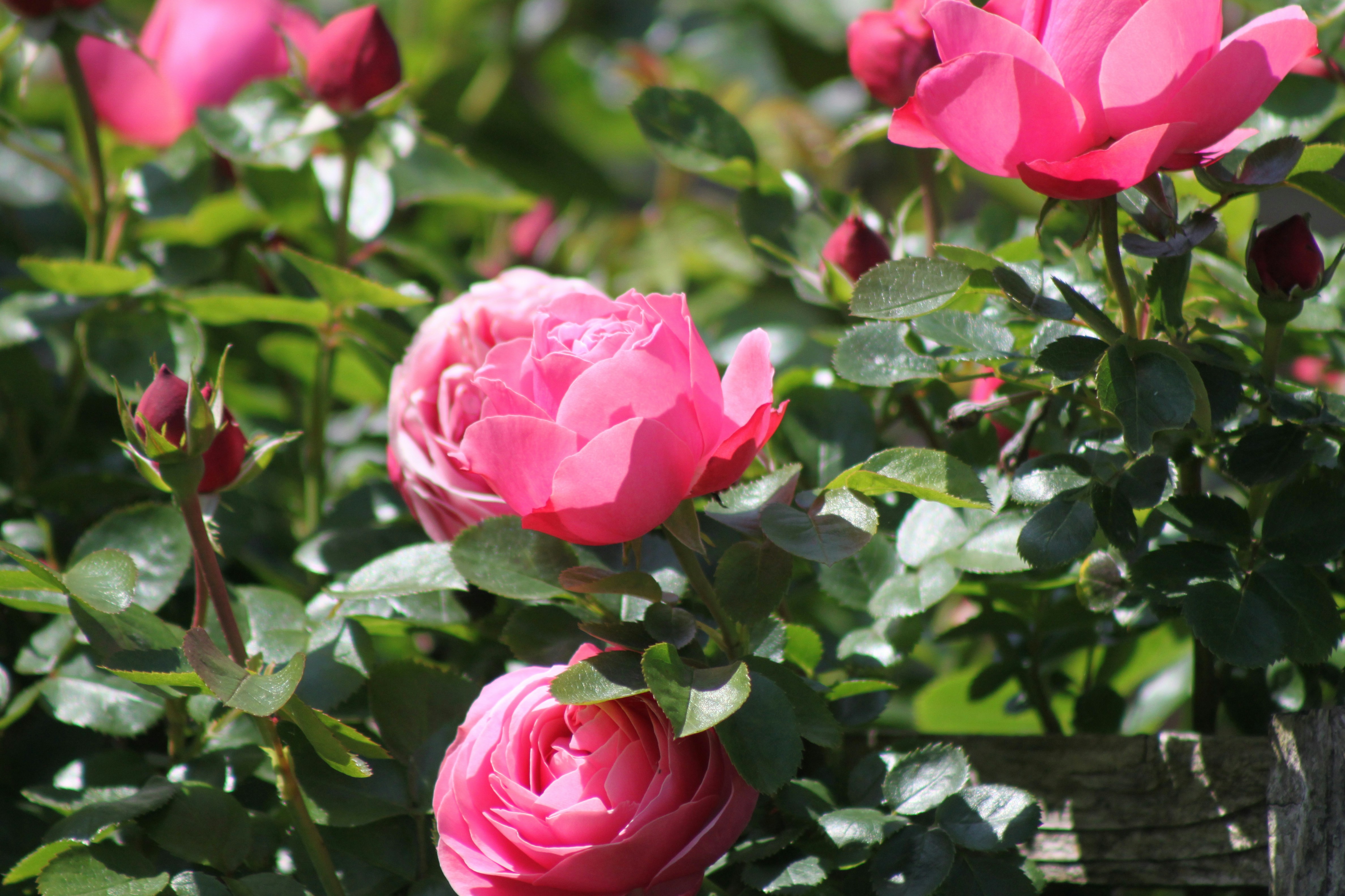 a bush of pink roses with green leaves