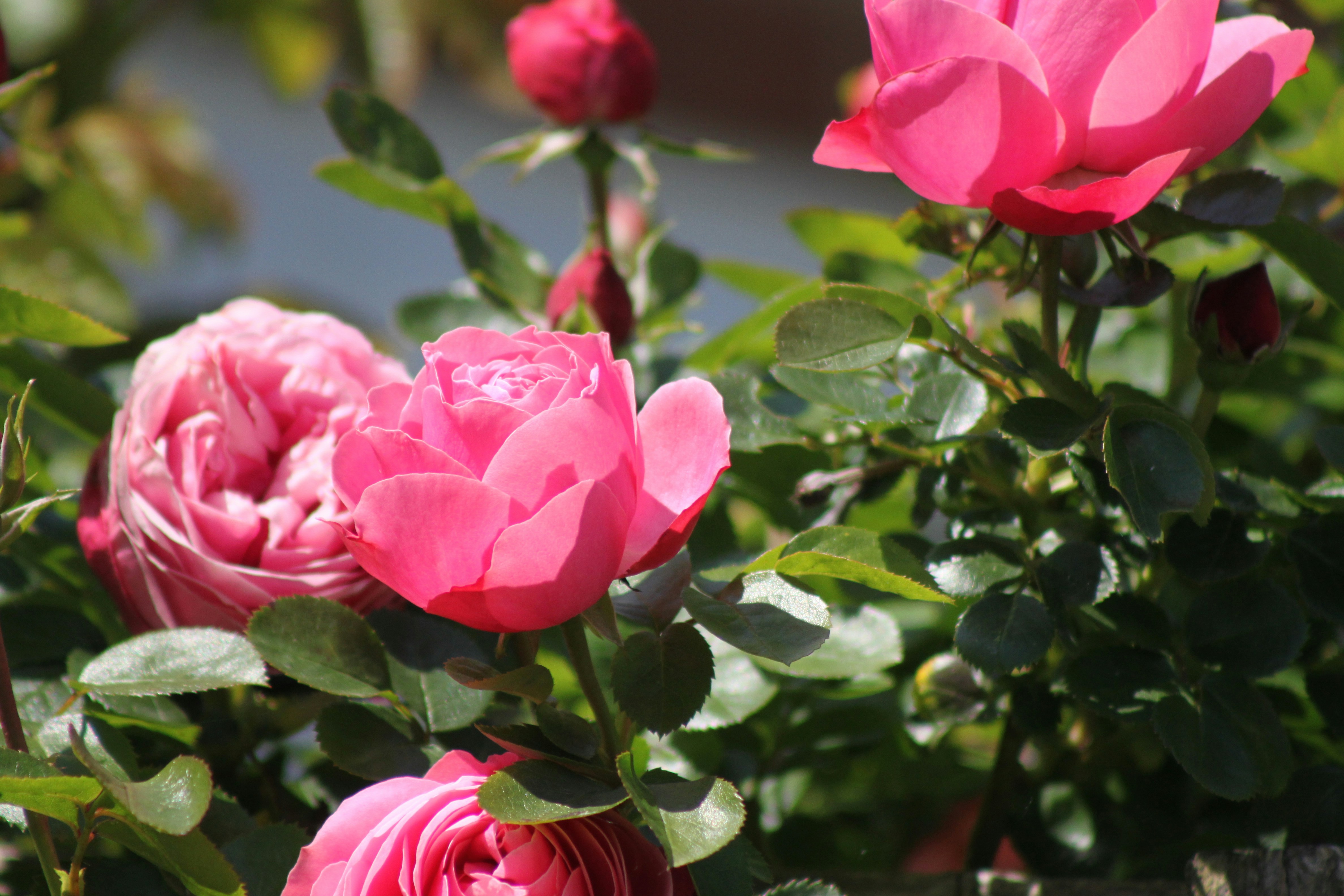 a bunch of pink roses in a garden