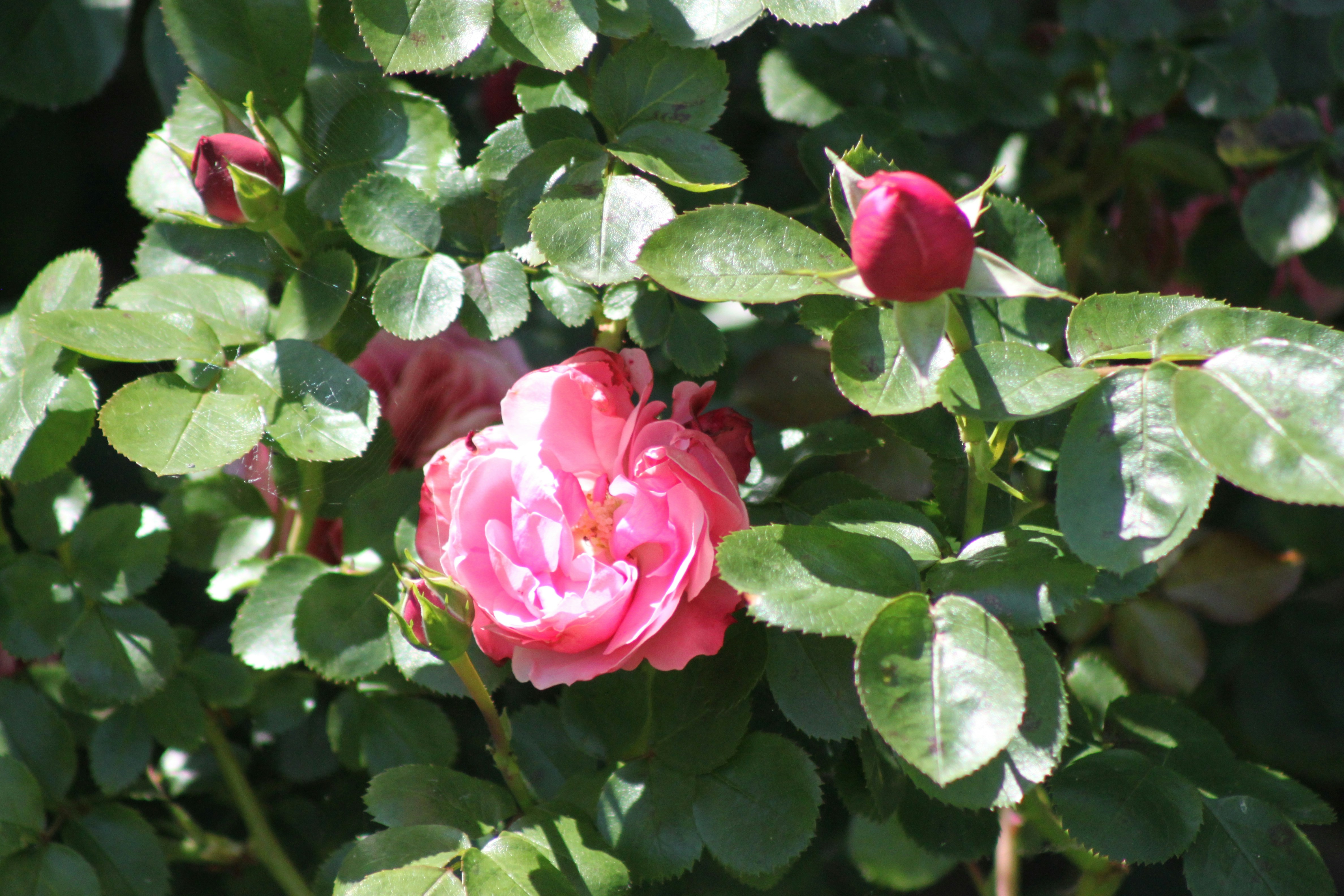 a pink rose is blooming in a garden