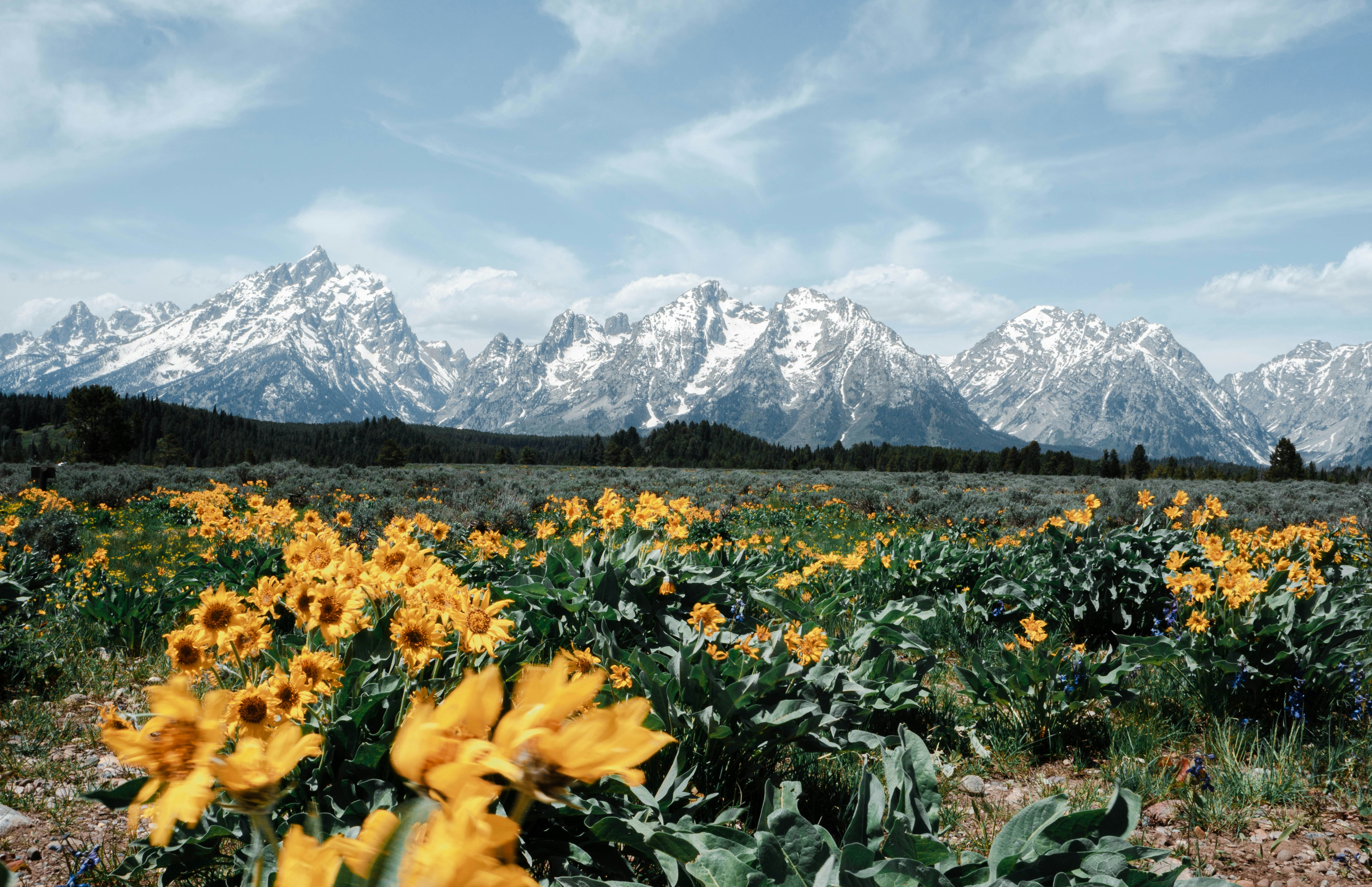 A field of flowers with mountains in the background photo – Free Grand ...