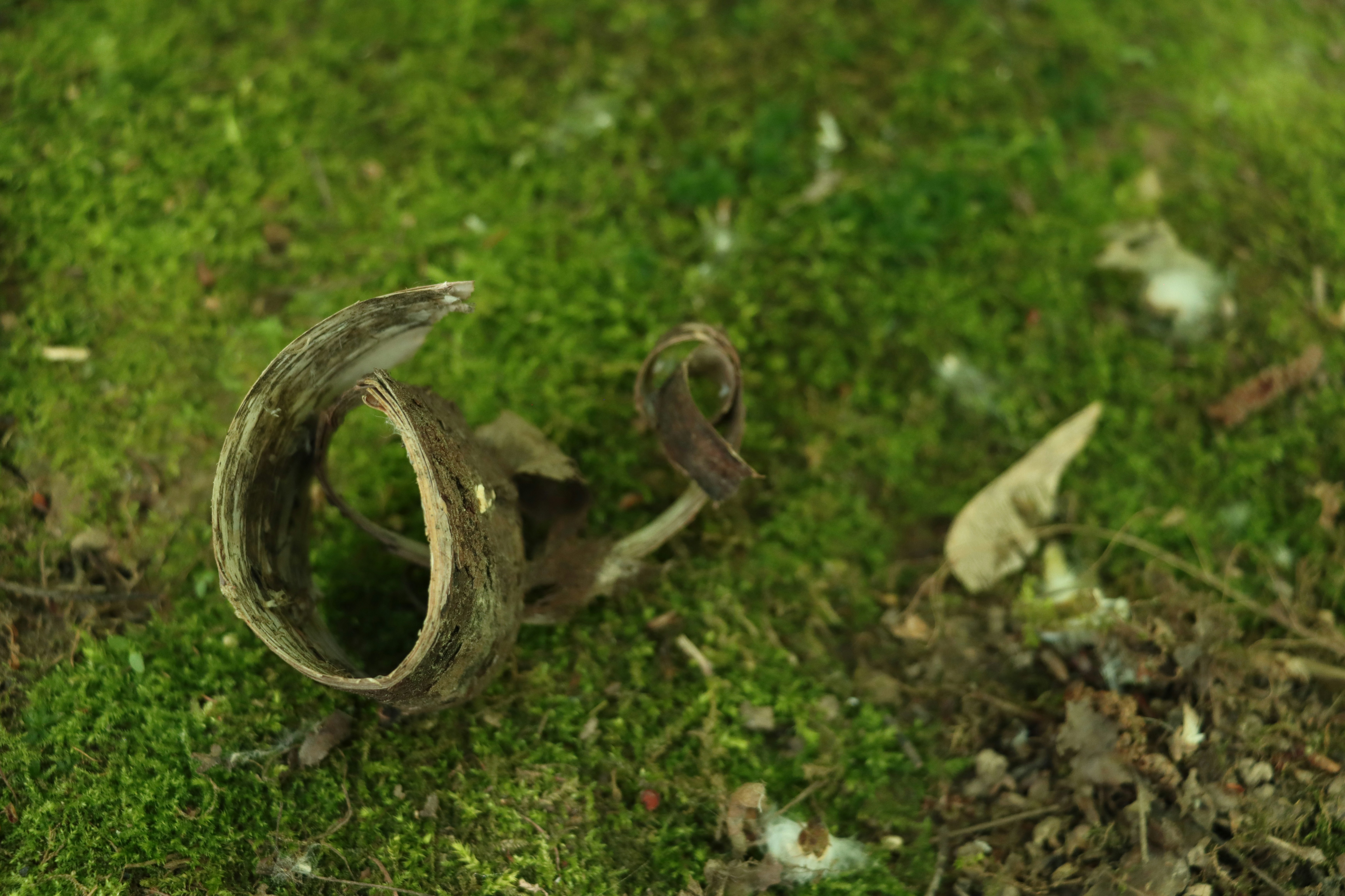 Bronze Spiral on Moss: A Quiet Forest Remnant