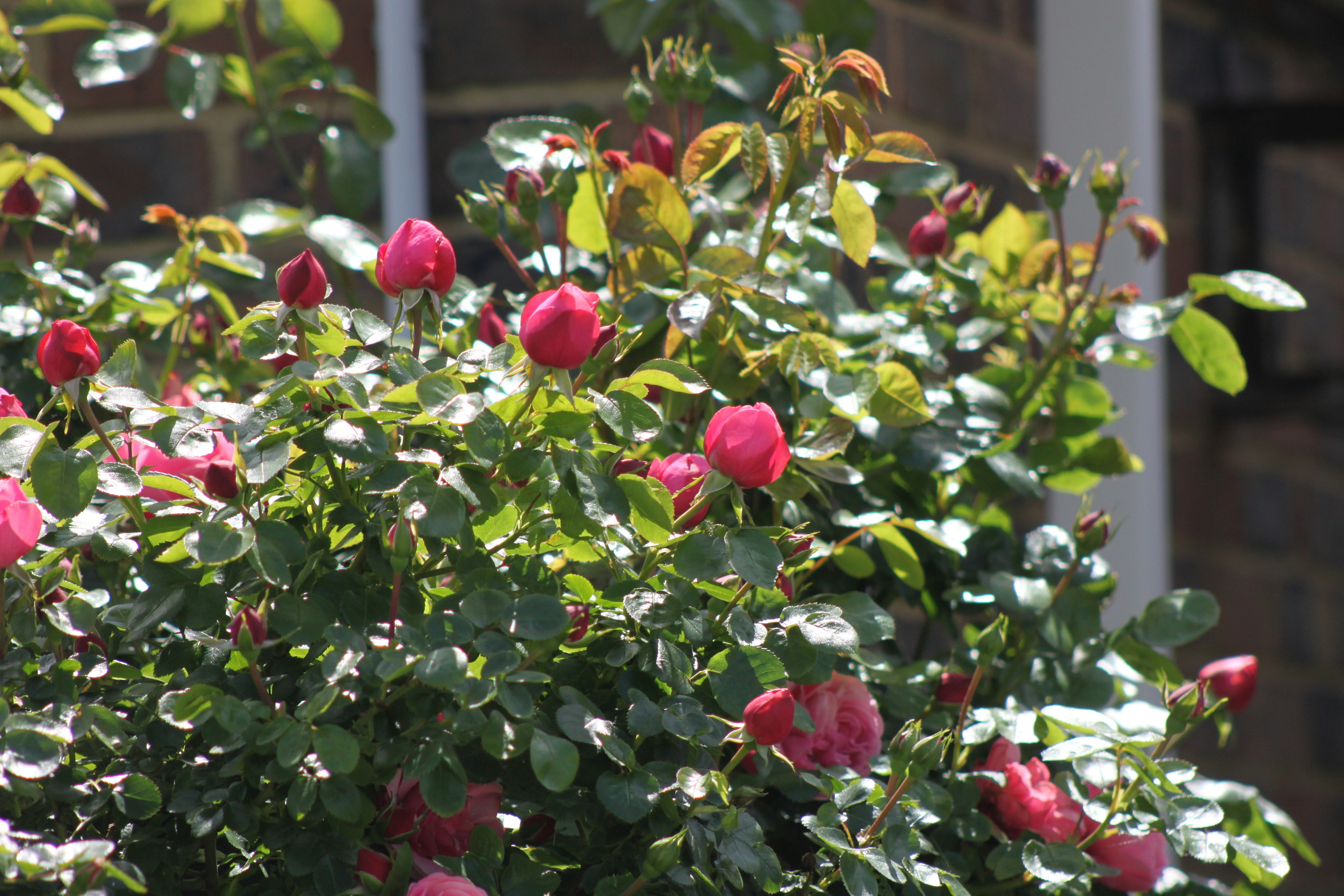 a bush with pink flowers in front of a brick building