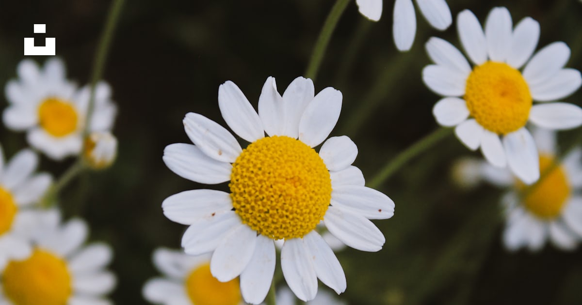 Un bouquet de fleurs blanches et jaunes dans un champ photo – Image ... Un bouquet de fleurs blanches et jaunes dans un champ photo – Image ...