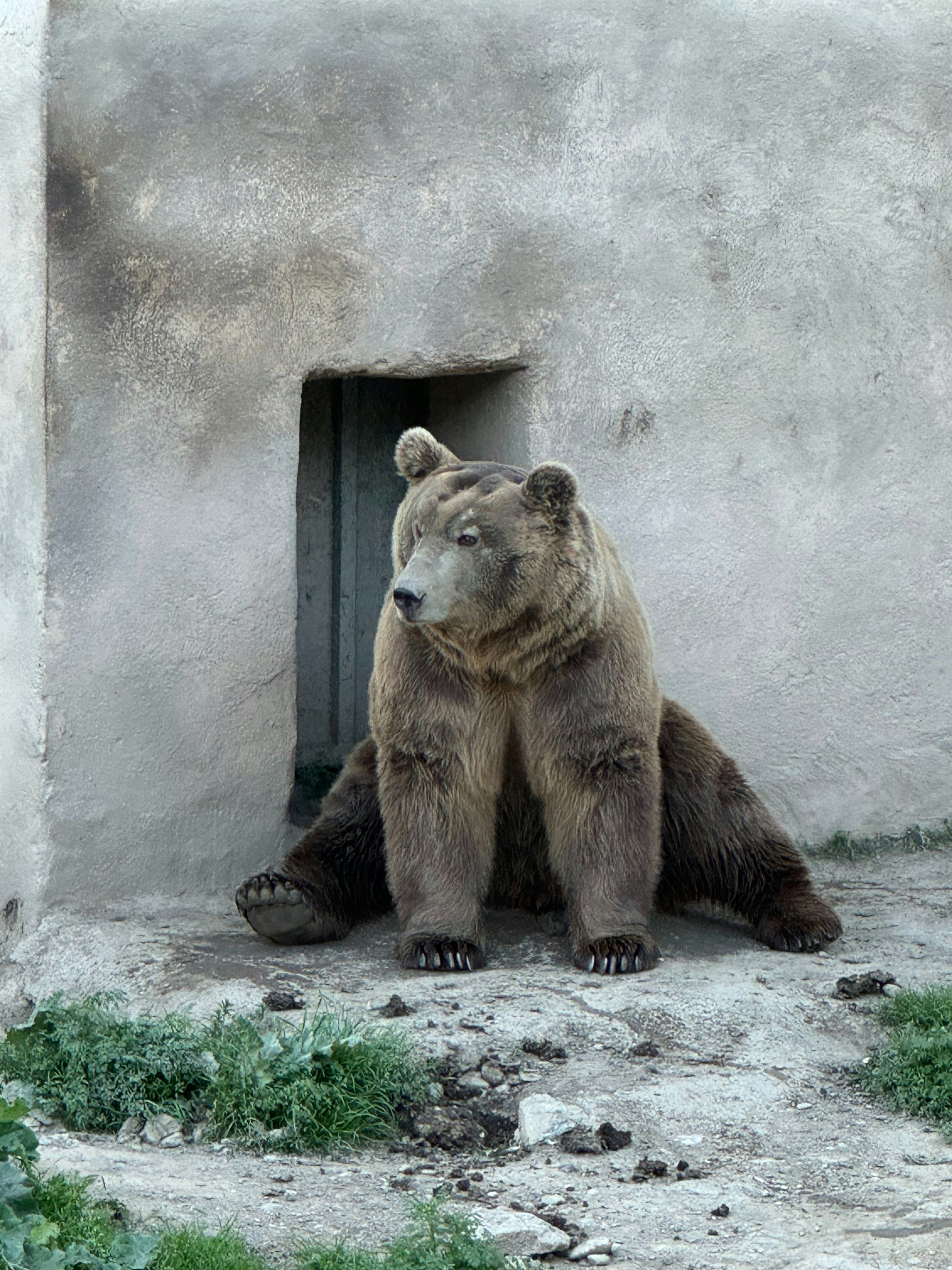 A large brown bear sitting on top of a cement ground photo – Free ...