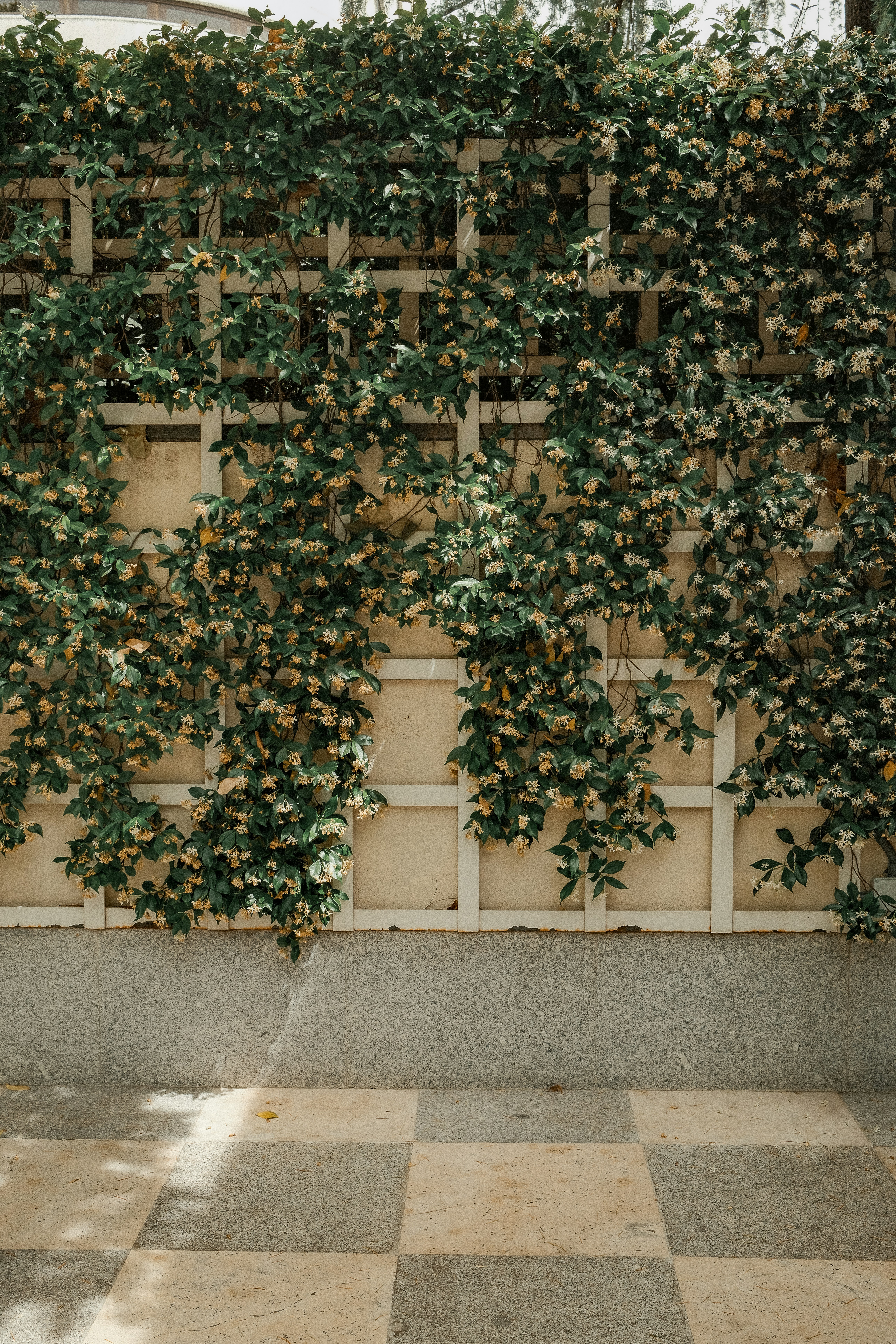 Ivy Veil on a Sunlit Lattice Wall