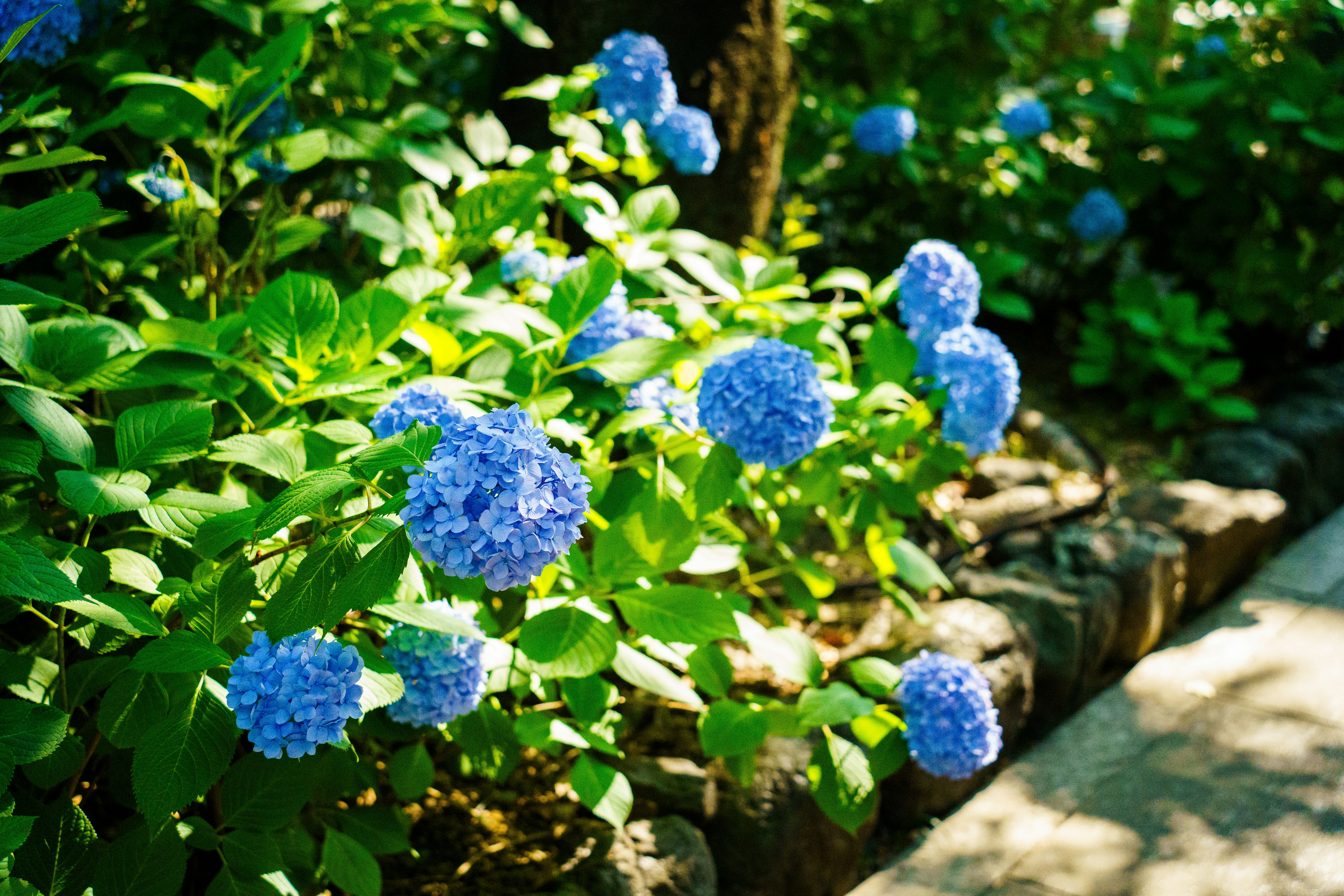 Some blue flowers are growing in a garden photo – Free Forest Image on ...