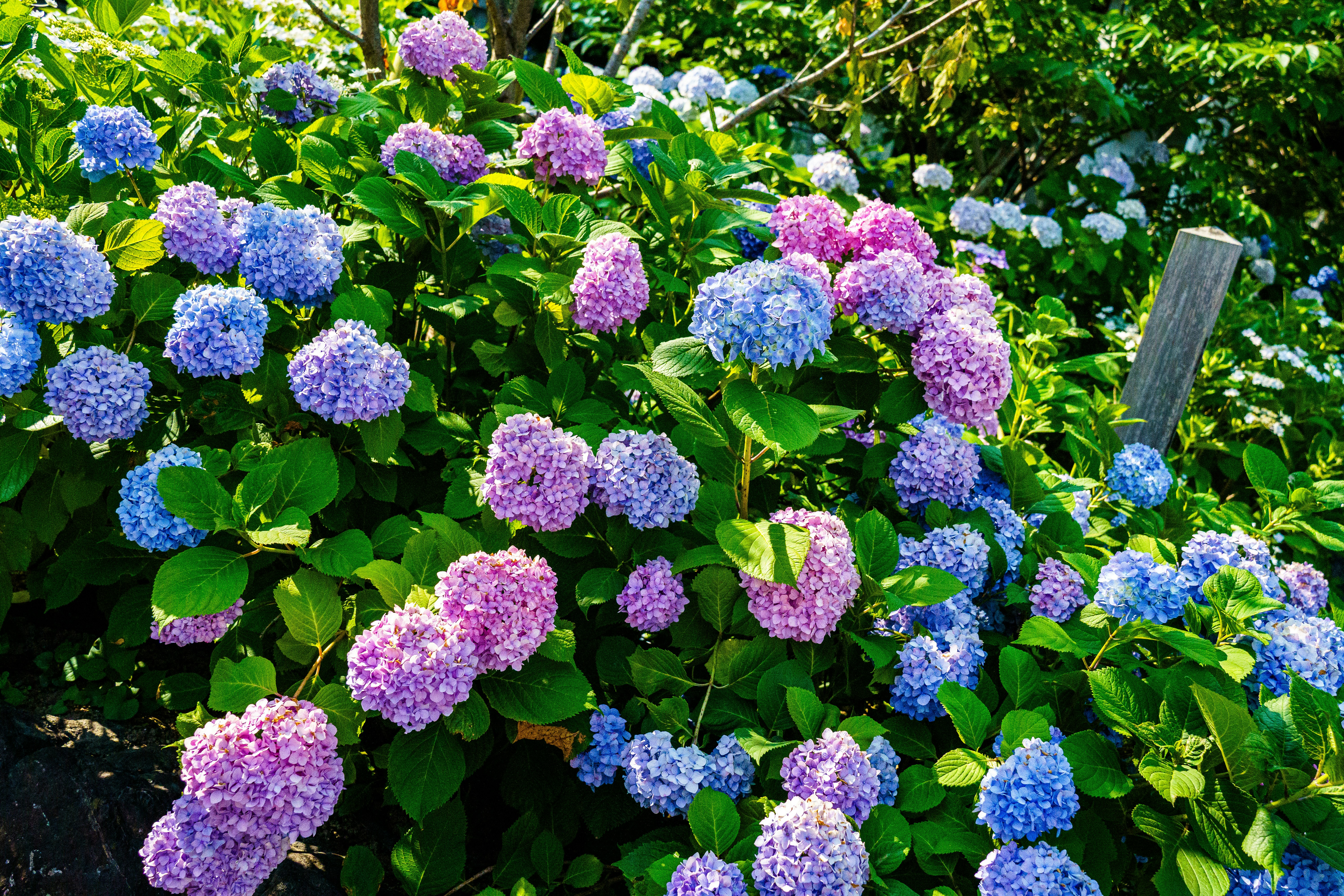 A bunch of purple and blue flowers in a garden photo – Free 花 Image on ...