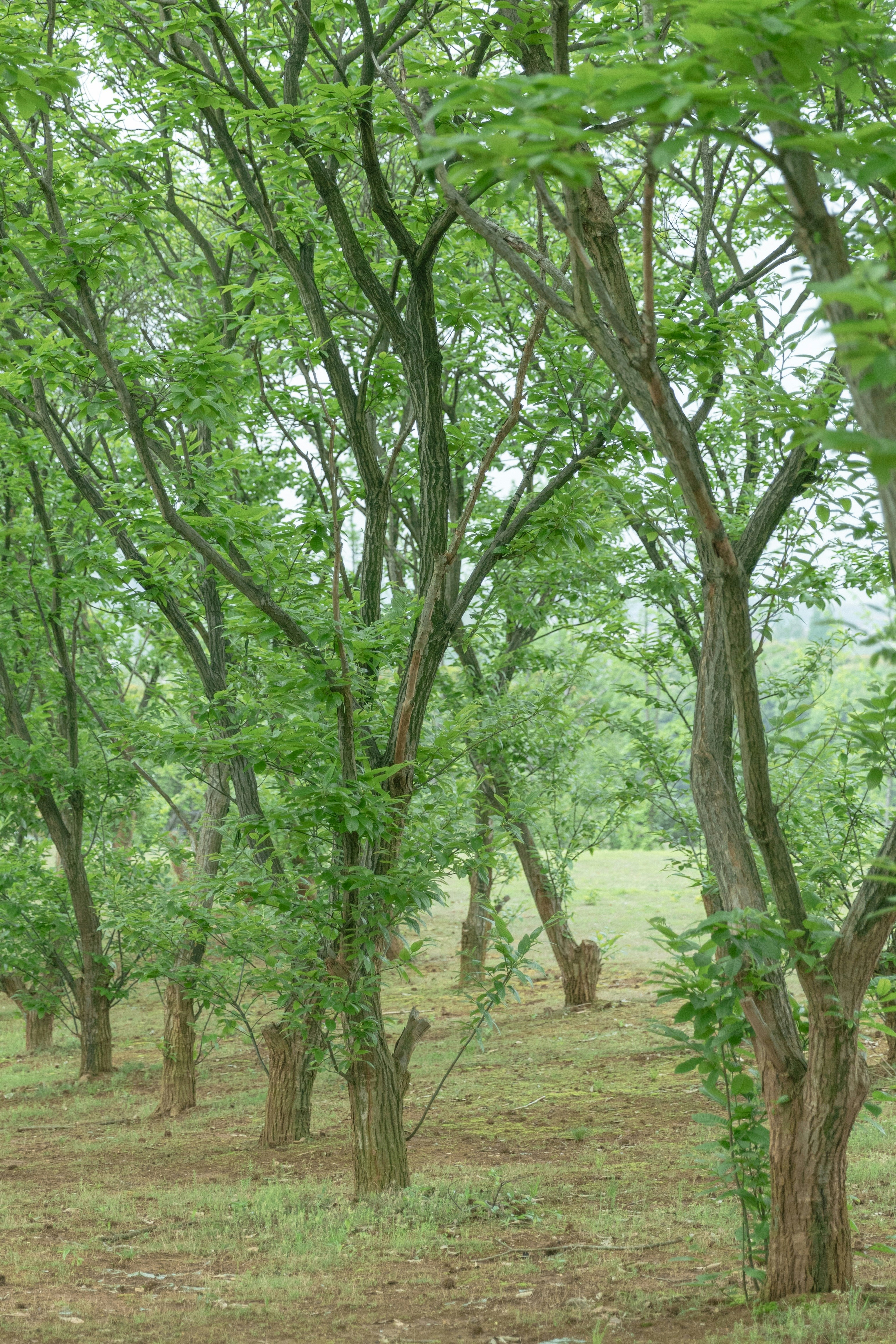 Lush green trees create a serene grove, showcasing the beauty of nature's tranquility. The sunlight filters gently through the leaves, illuminating the earthy tones below.