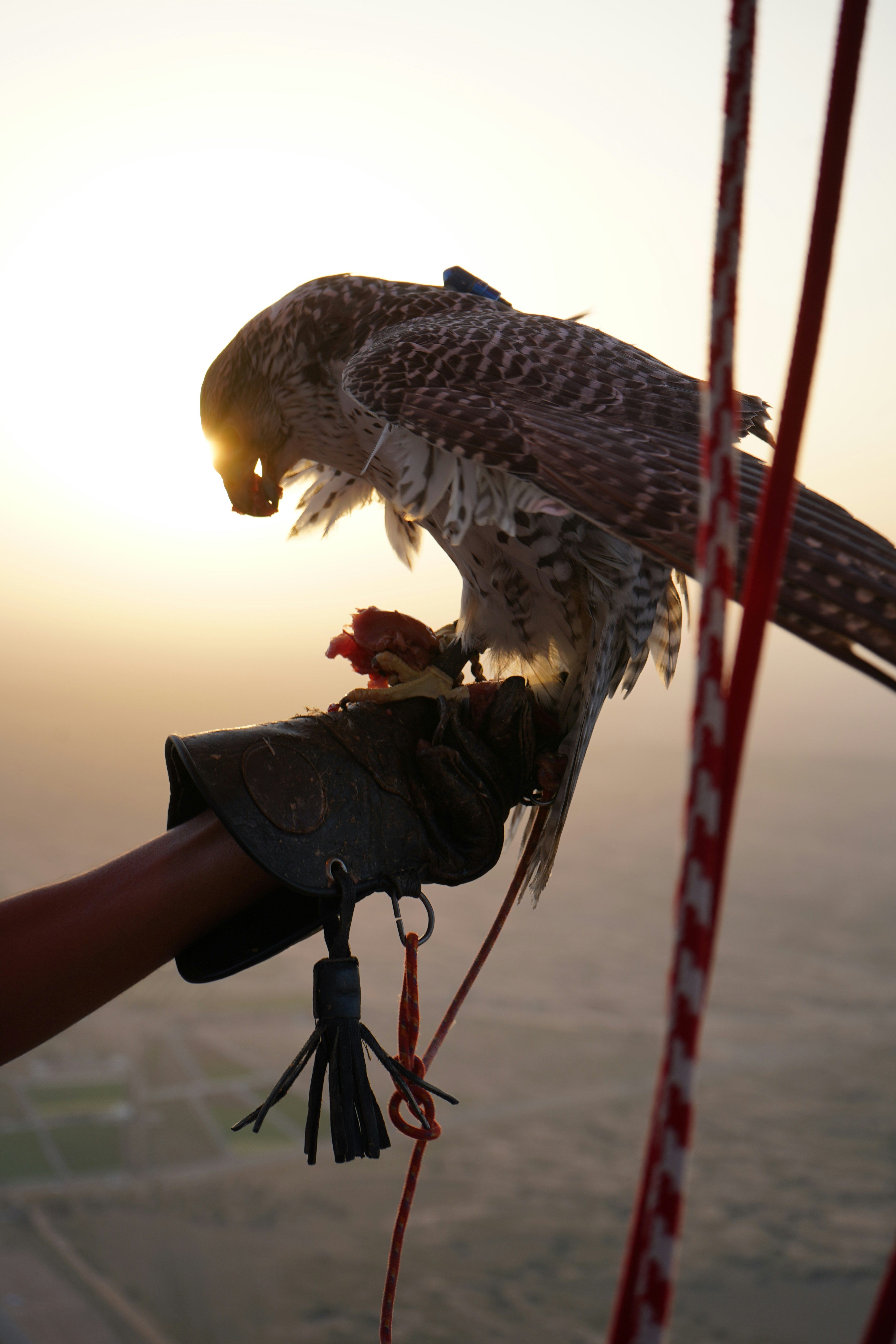 Hawk and Glove: Night Ray of the Sun