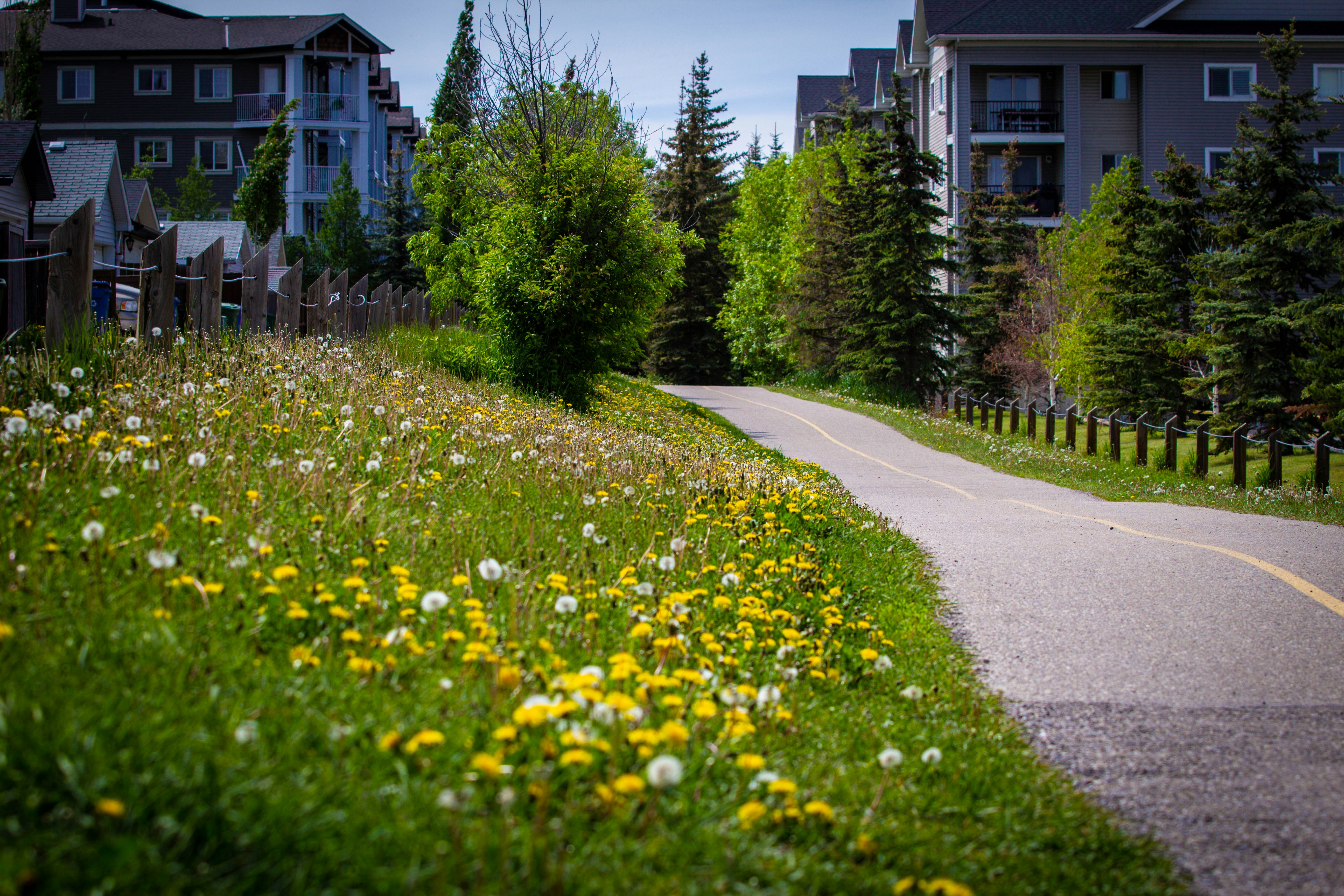 Sunlit Dandelions along a Tranquil Residential Path