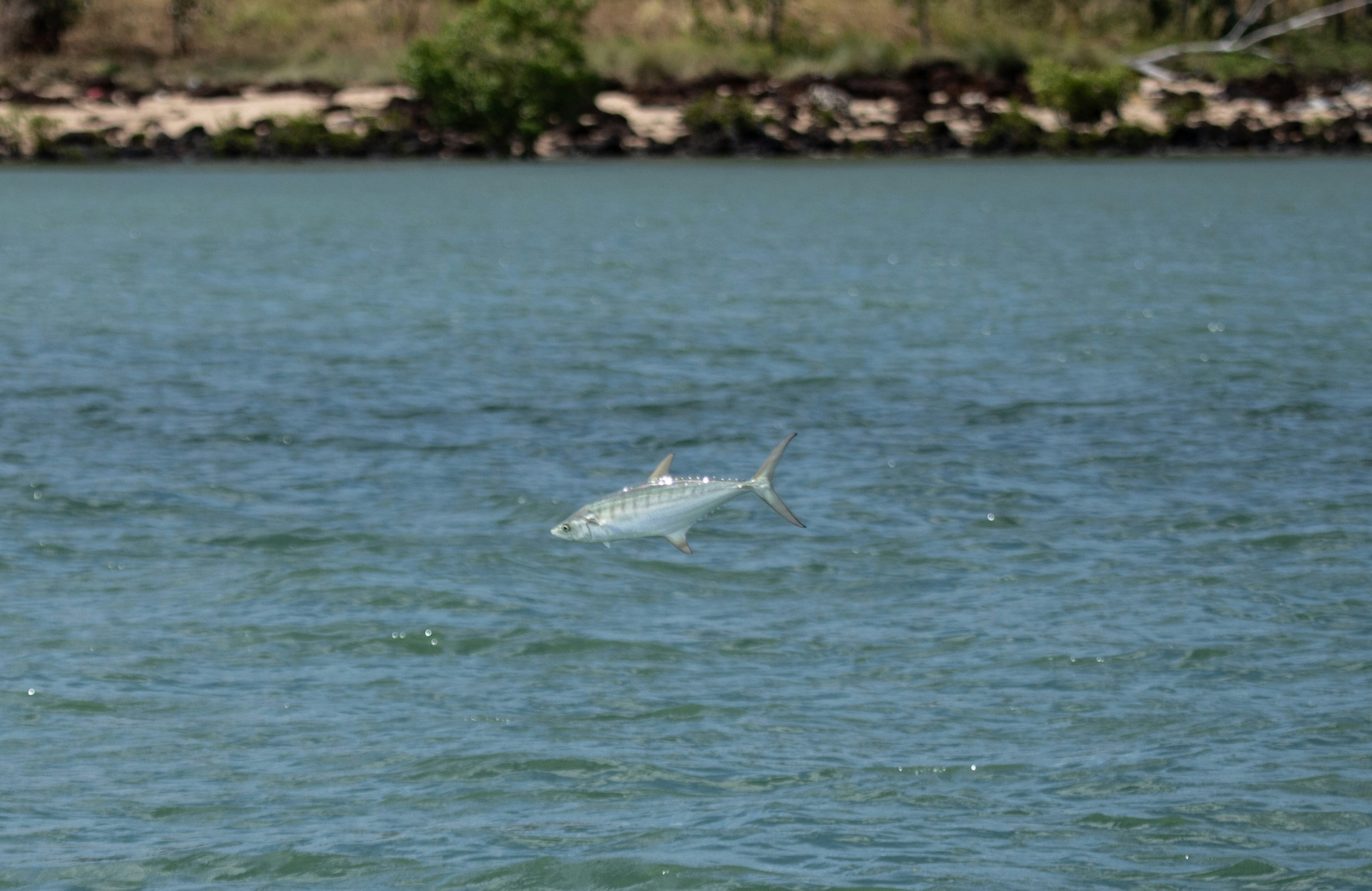 A fish is swimming in a body of water photo – Free Australia Image on ...
