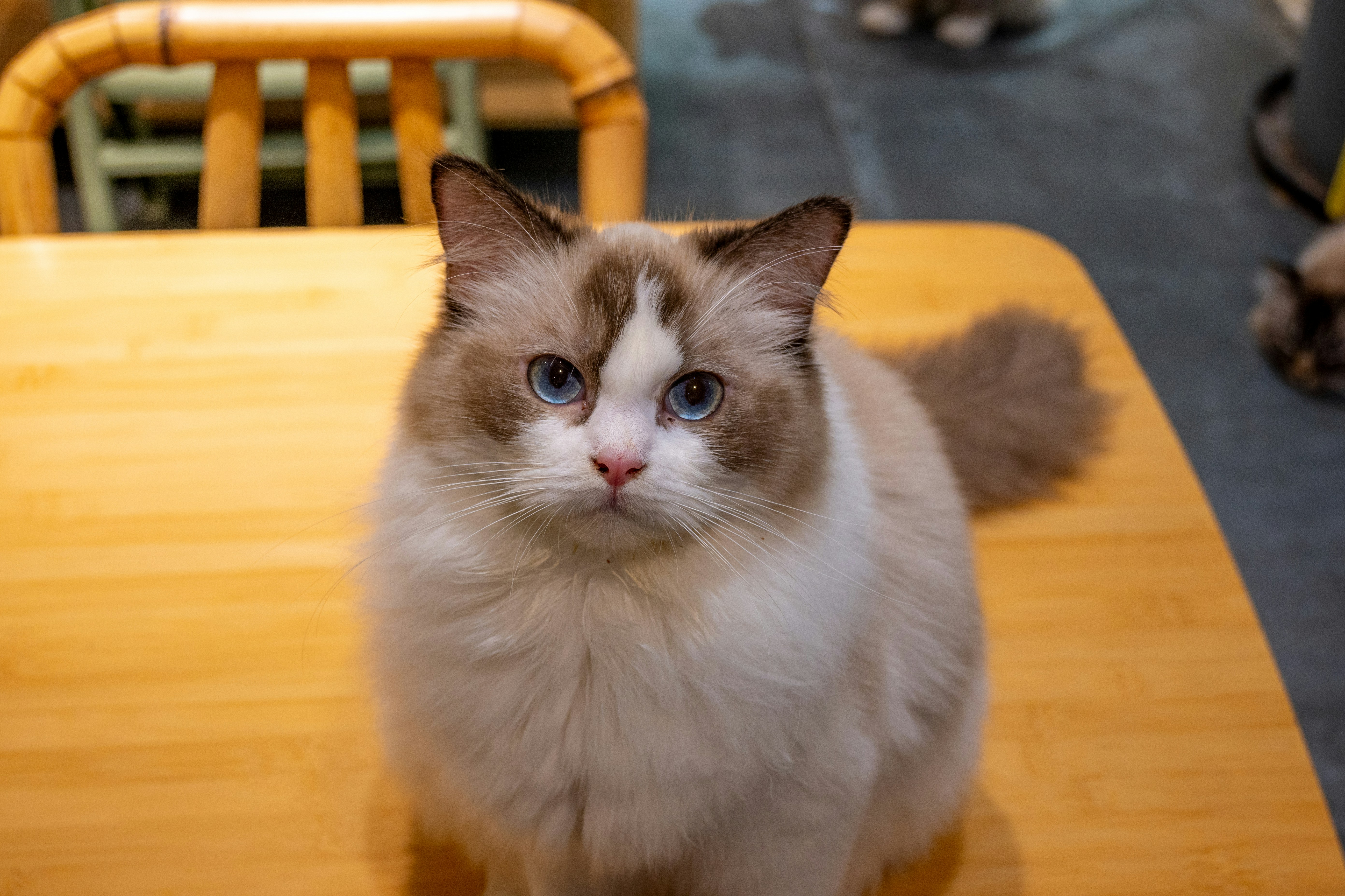 Azure-eyed Ragdoll on a sunlit honeywood table
