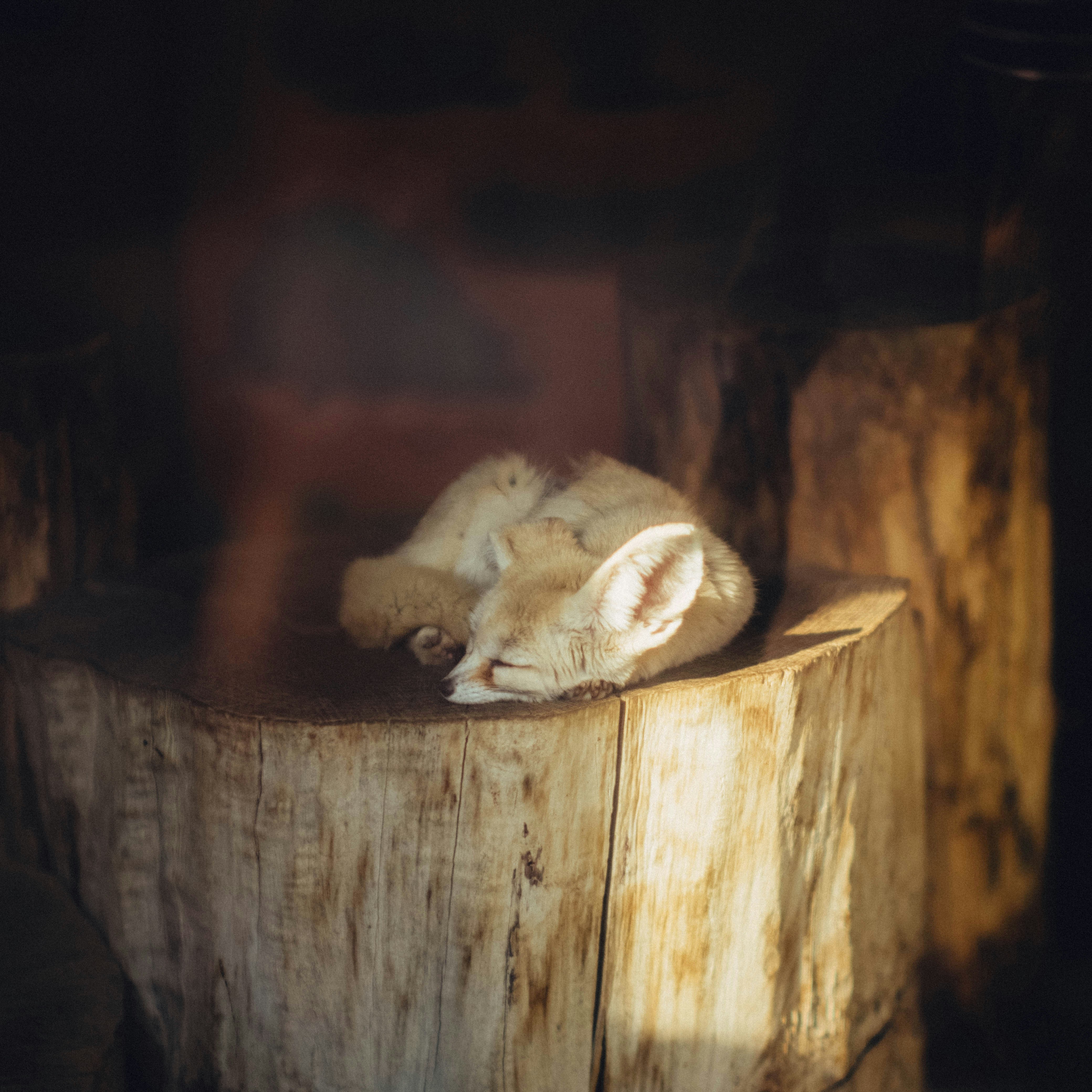 Sleepy Sentry on a Sunlit Log