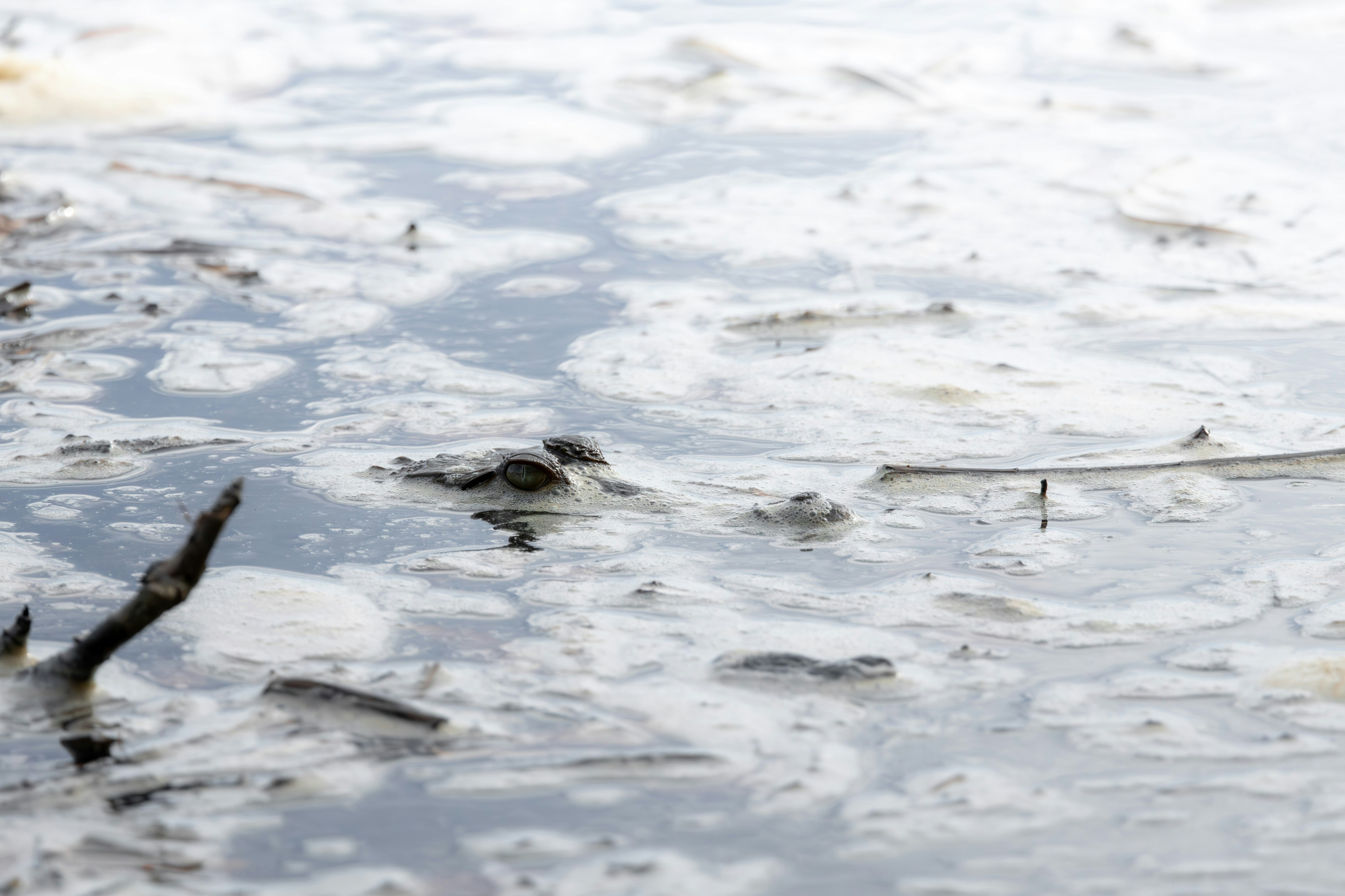 A bird is standing in a puddle of water photo – Free Turtle Image on ...