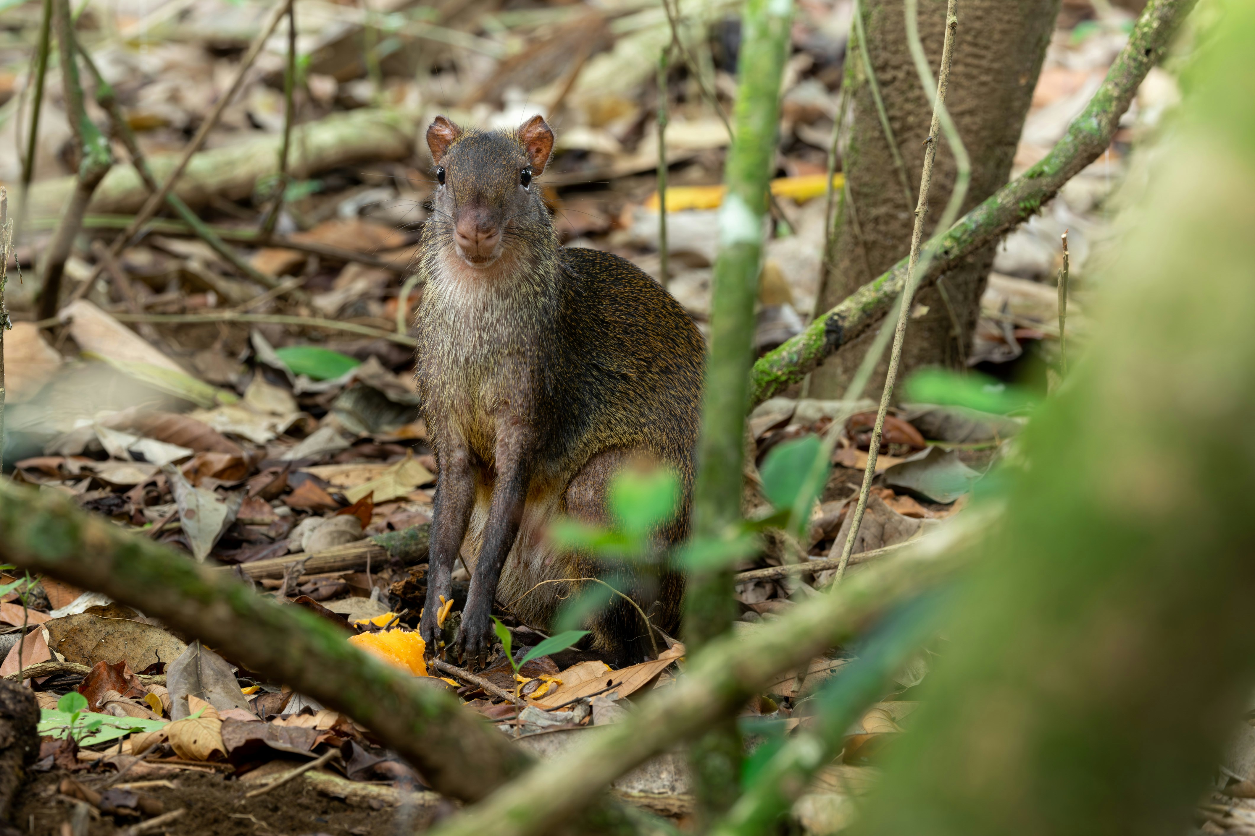 Leaf-Litter Sentinel: A Small Forest Mammal Pauses to Eye the Camera