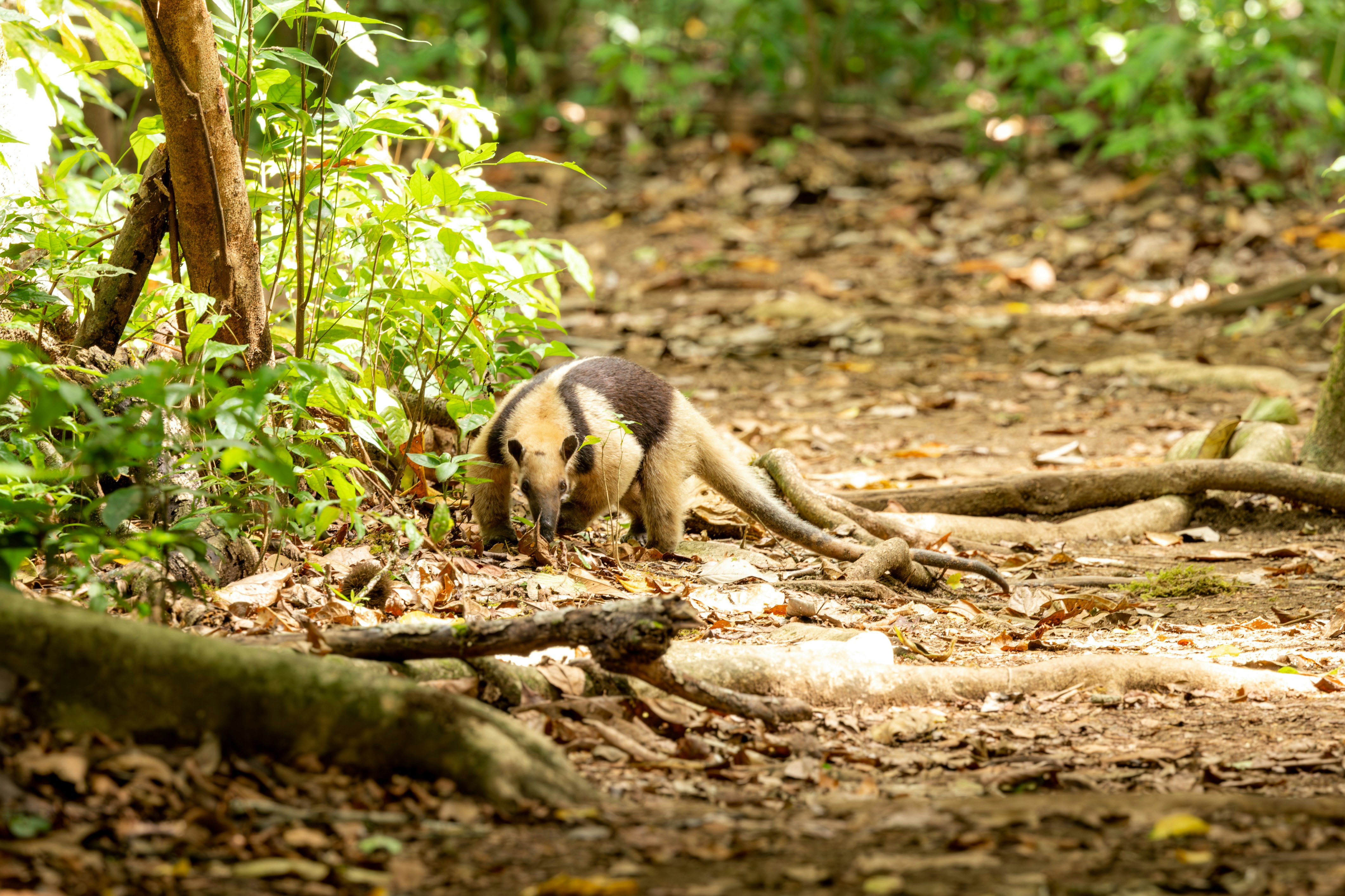 A small animal walking through a forest filled with trees photo – Free ...