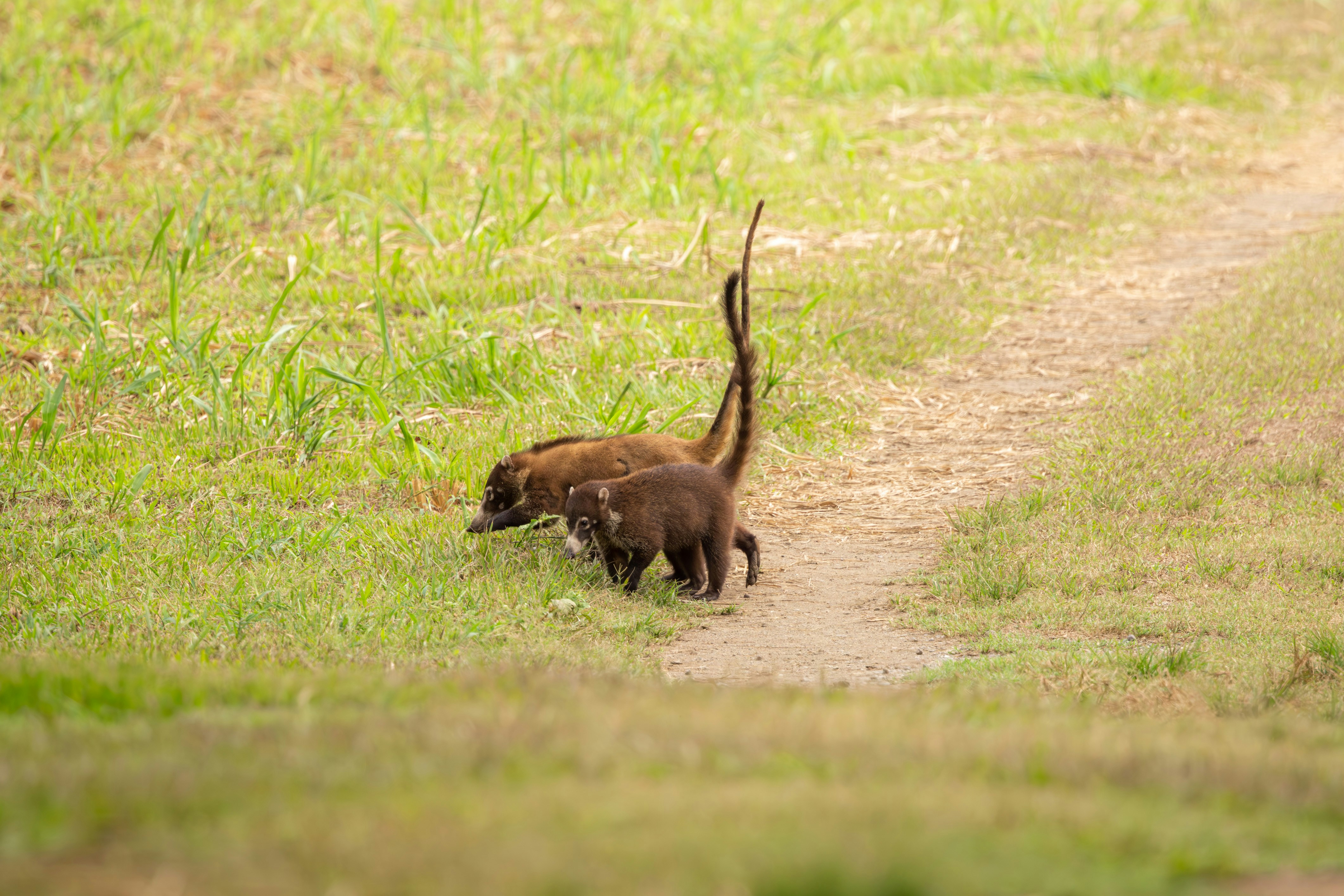 Tail-High Trek: Two Minks Cross a Dusty Path