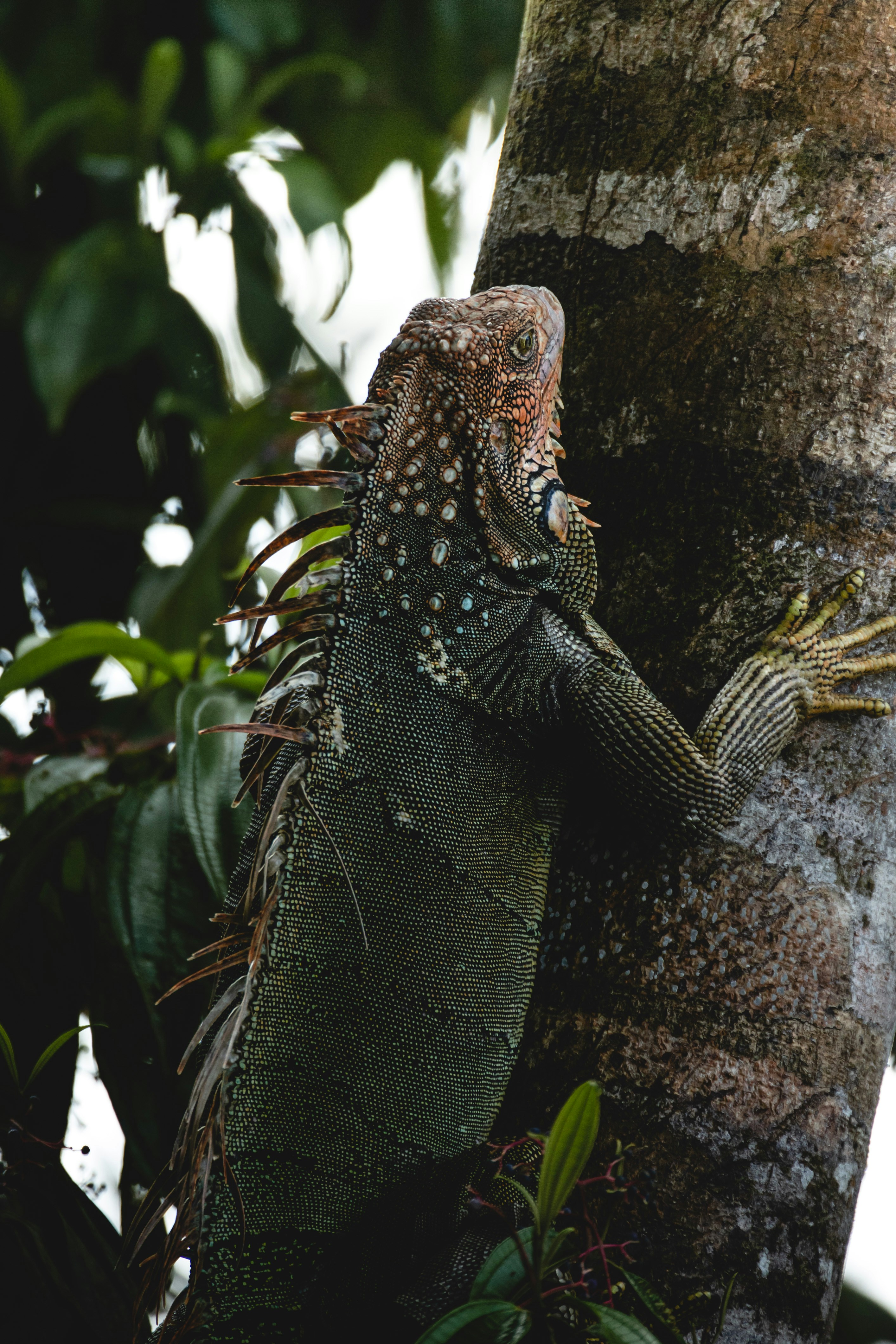 Spined Iguana Ascending a Mossy Trunk in Dappled Jungle Light