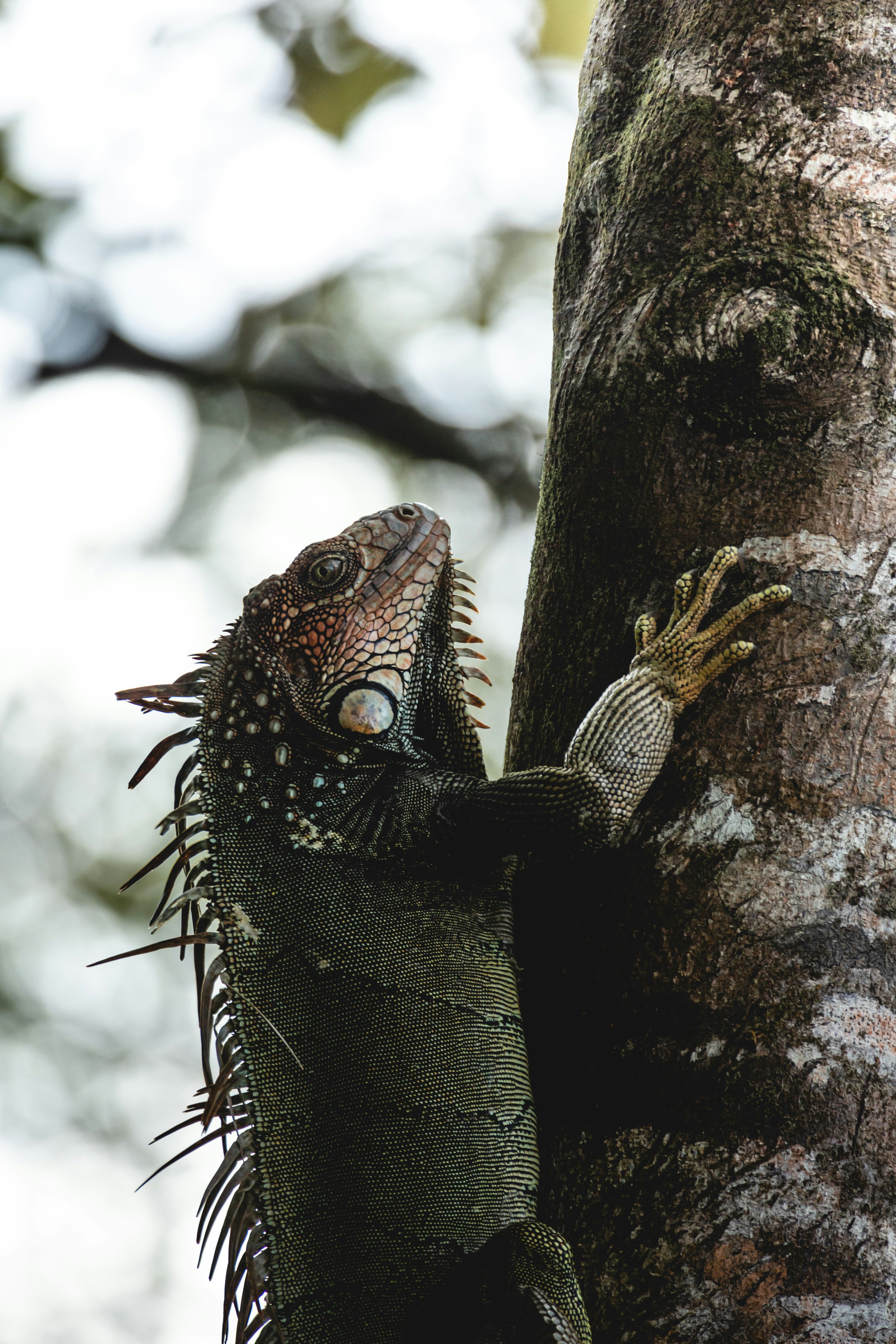 An iguana climbing up the side of a tree photo – Free Grey Image on ...