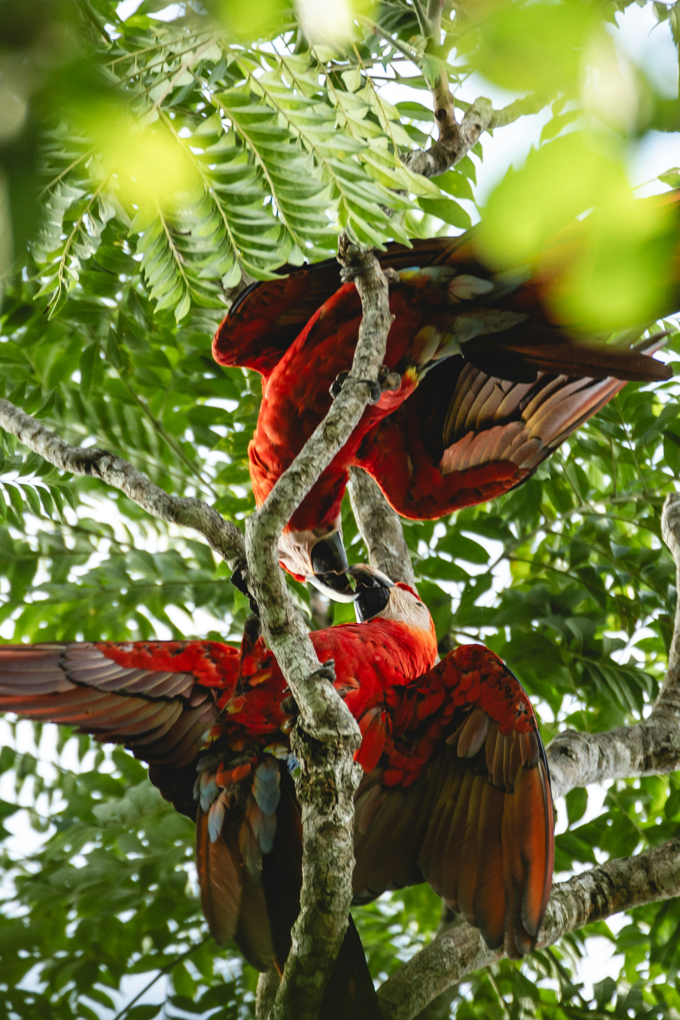 Scarlet Duet in the Canopy: Macaws Amid Emerald Fronds