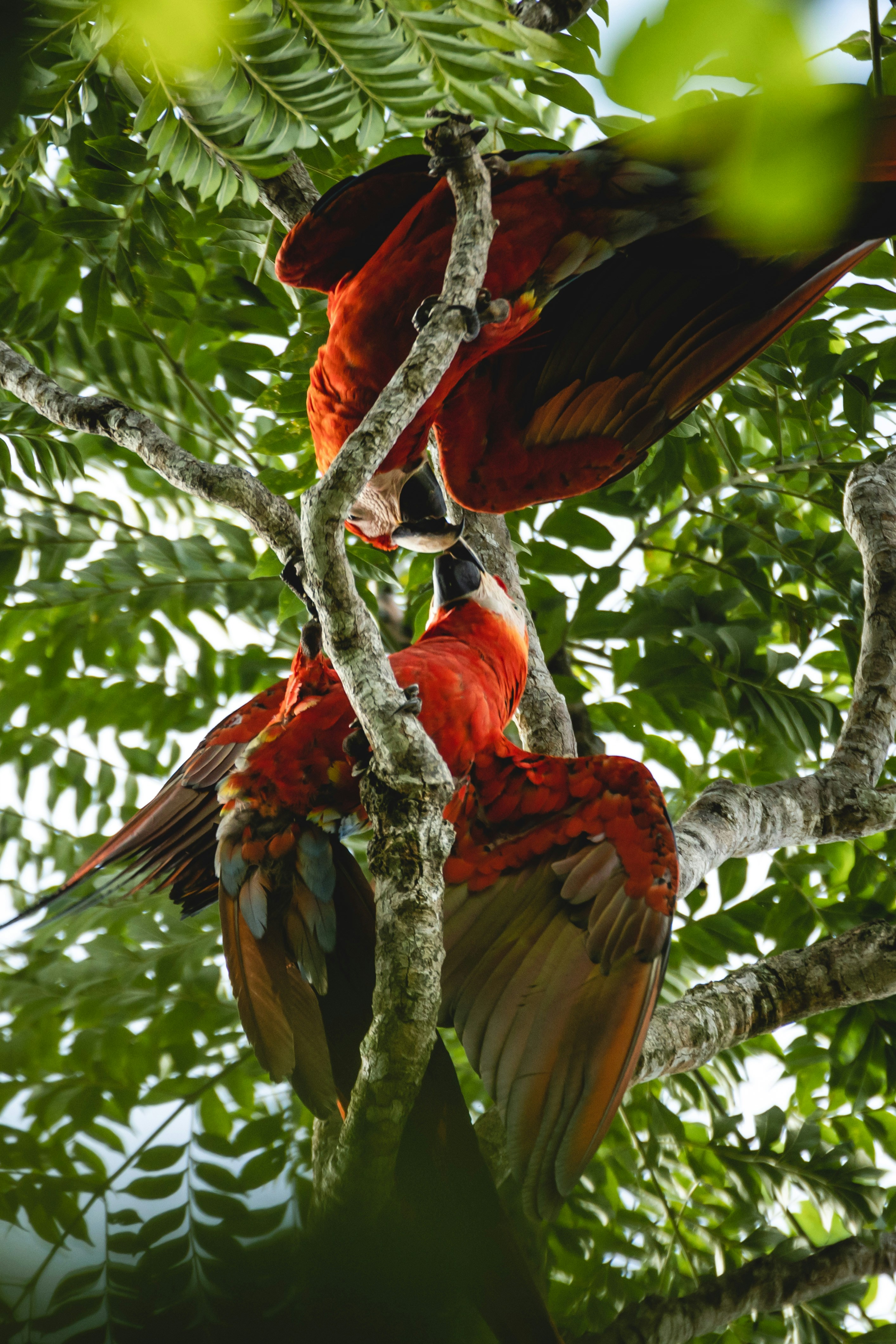 Scarlet Macaw Duet in a Sunlit Canopy