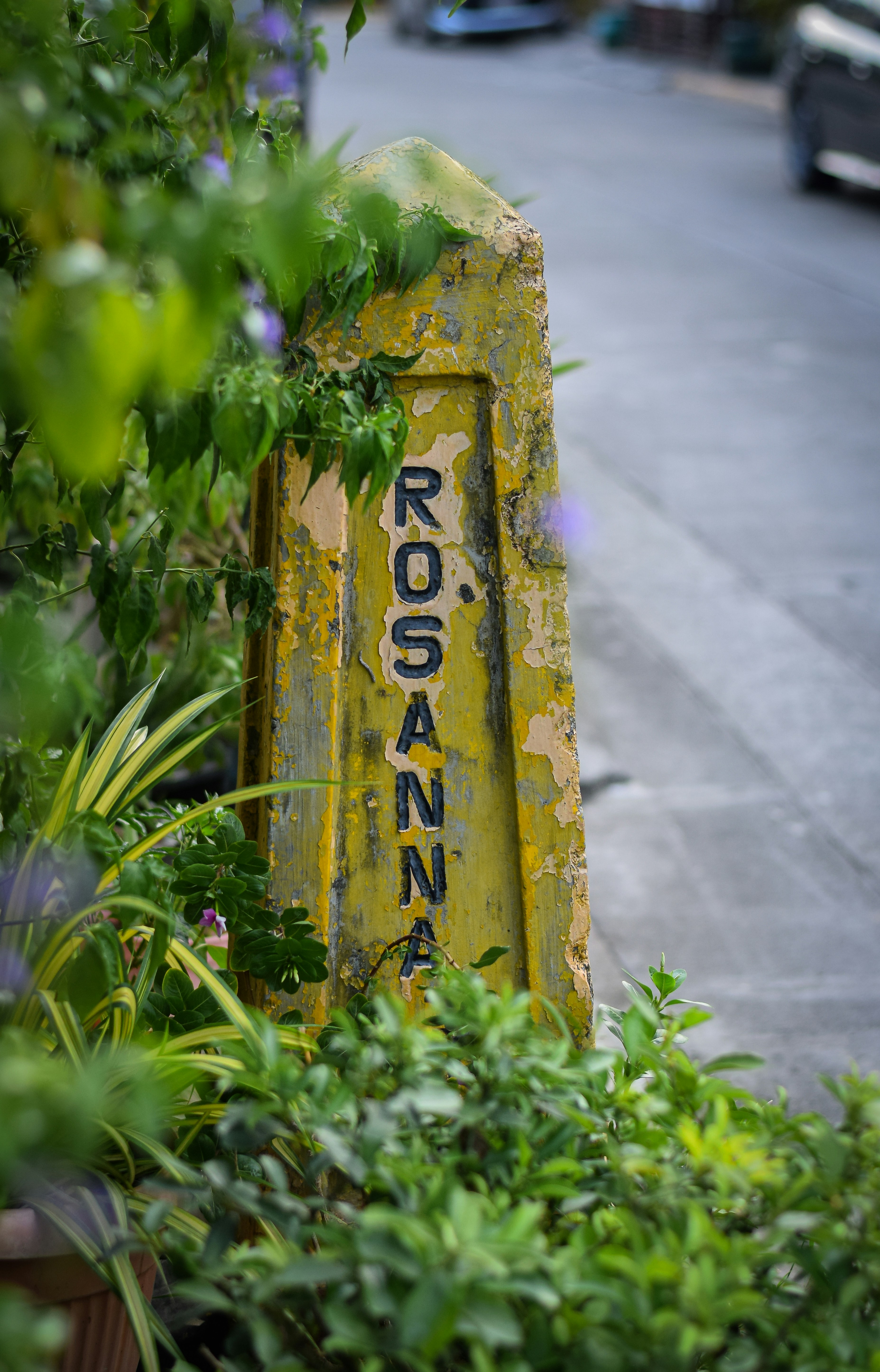 Rosanna's Yellow Marker: An Urban Greenery Frame on a Quiet Curb
