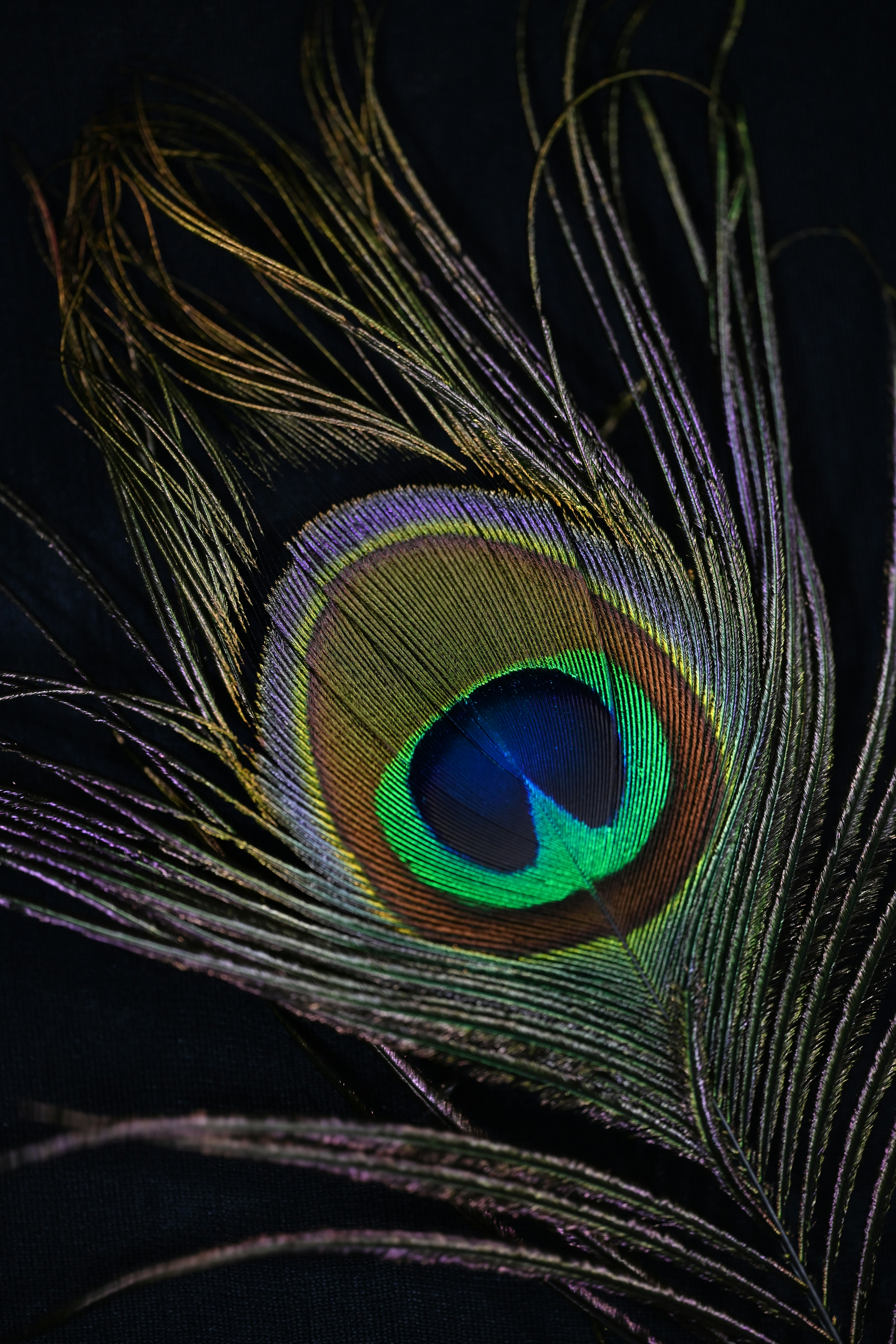 Photo by Jayanth Muppaneni with Nikon Zf