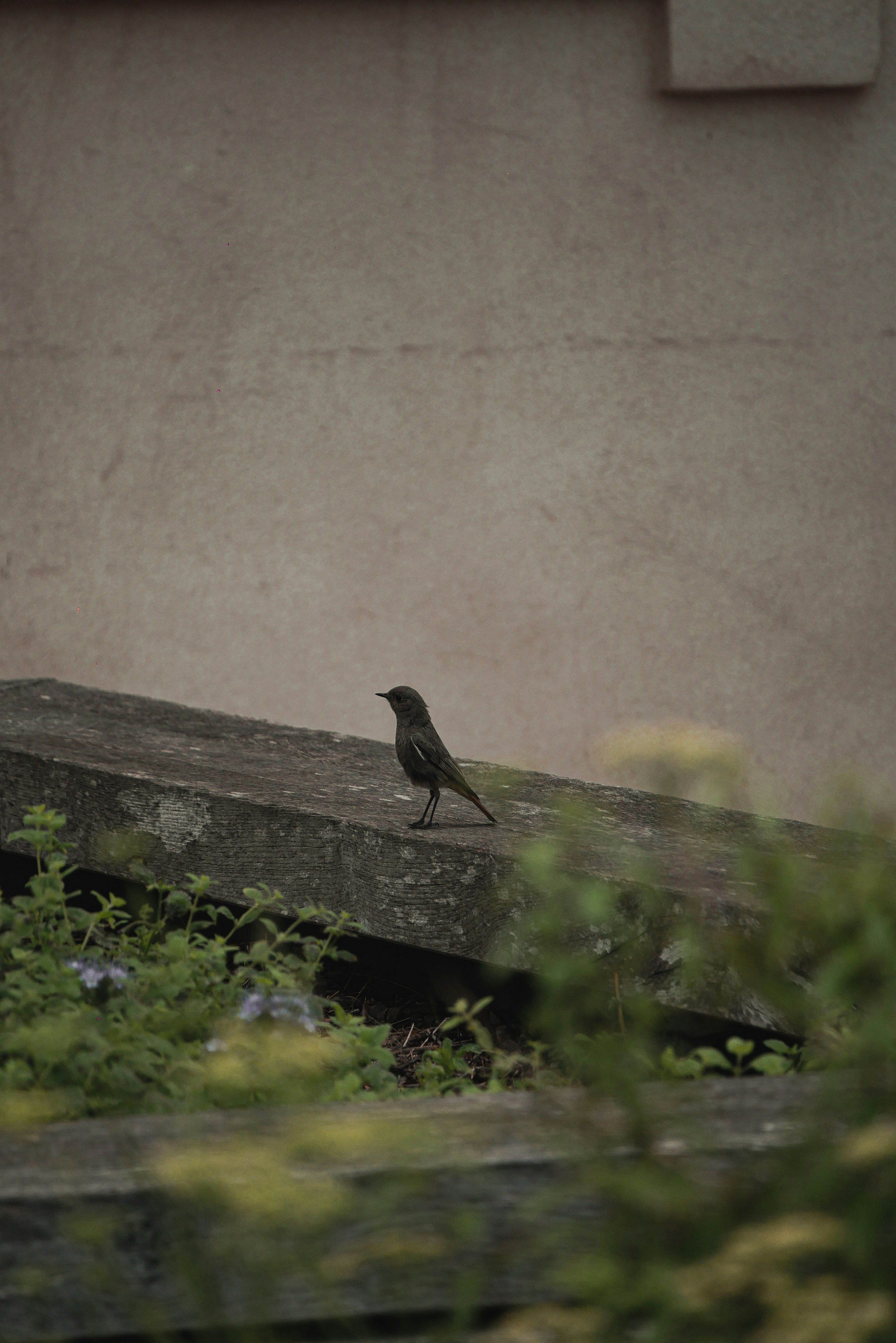 Solitary Warbler on the Weathered Beam