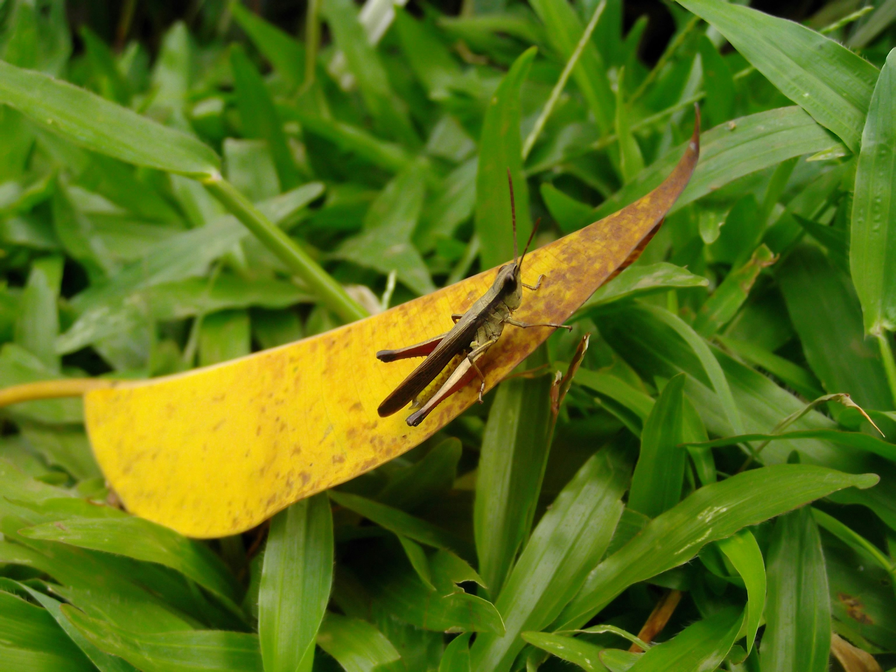 Rumput Pictures | Download Free Images on Unsplash