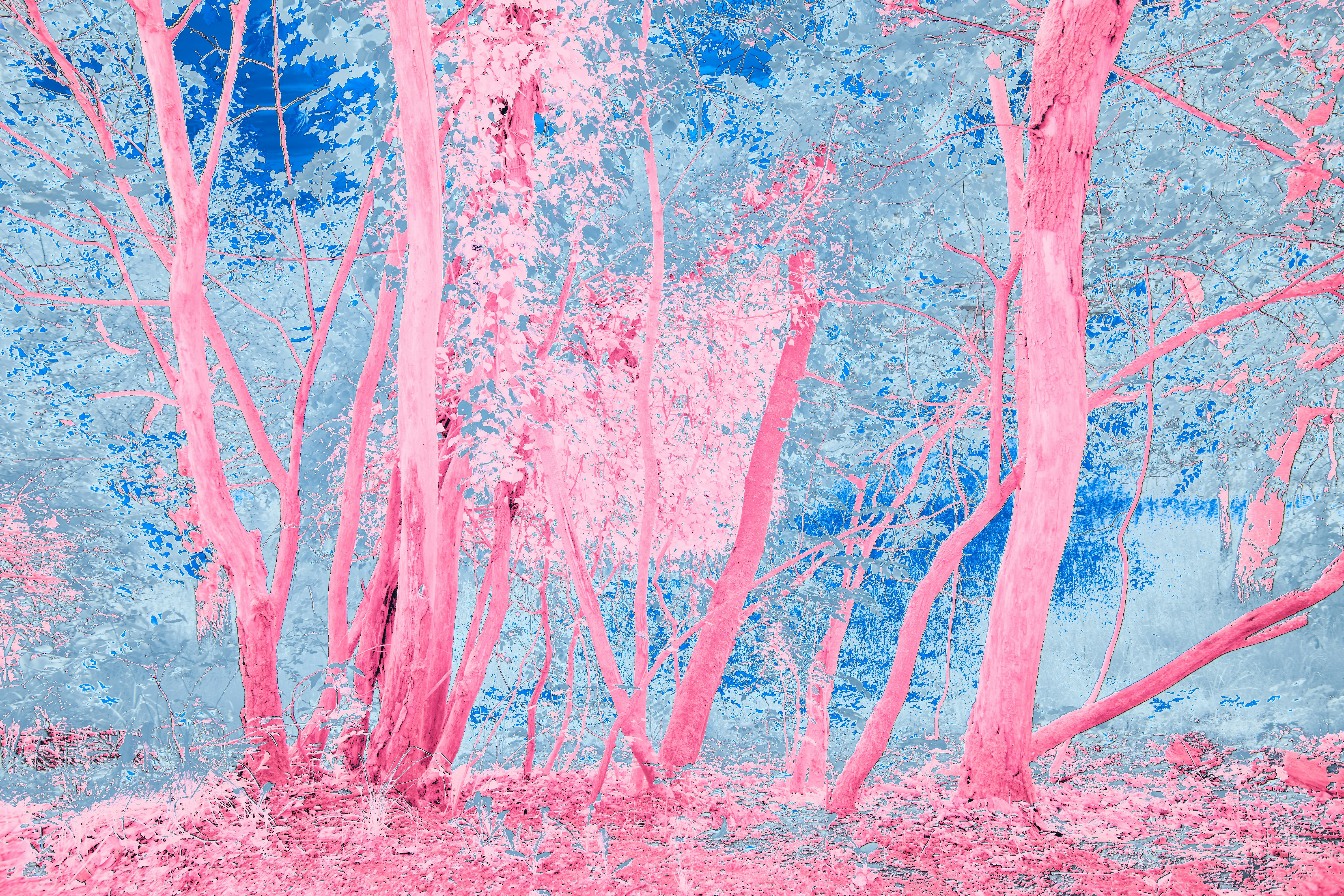 A painting of pink trees against a blue background photo – Free Pink ...